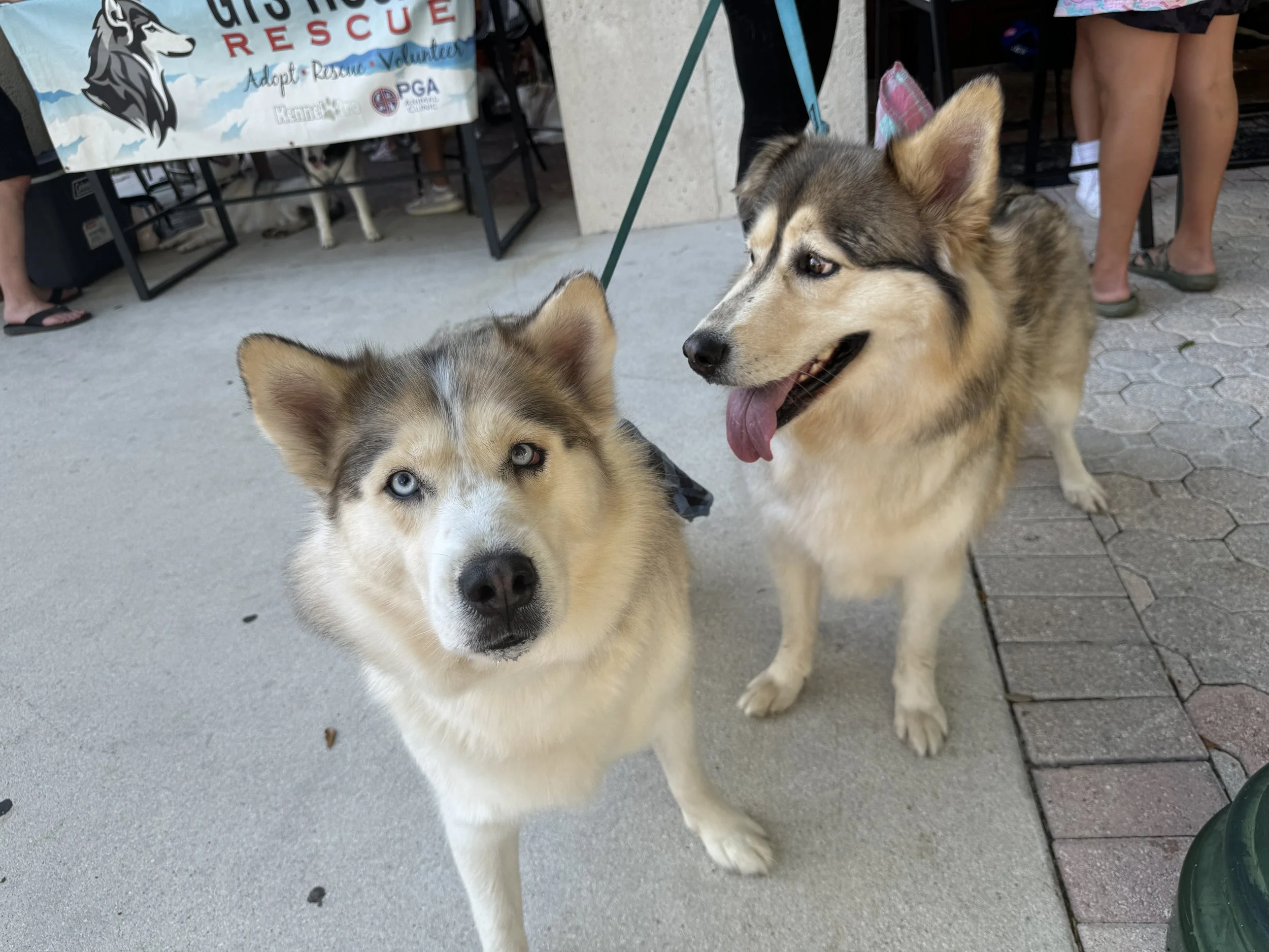 Gaisha, Tundra and Spirit’s Place — GTS Husky Rescue