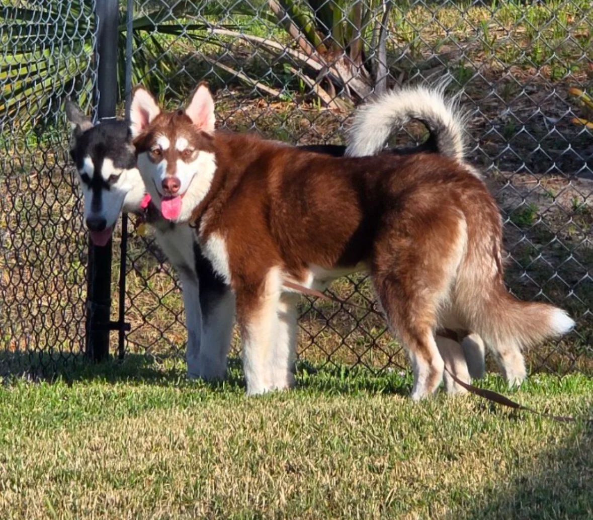 GTS Husky Rescue