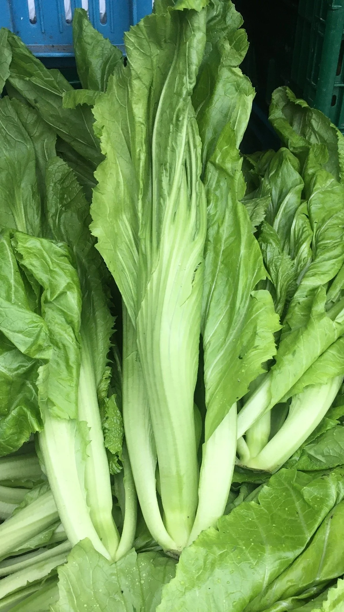 Kai Choy — Theo's Tuin