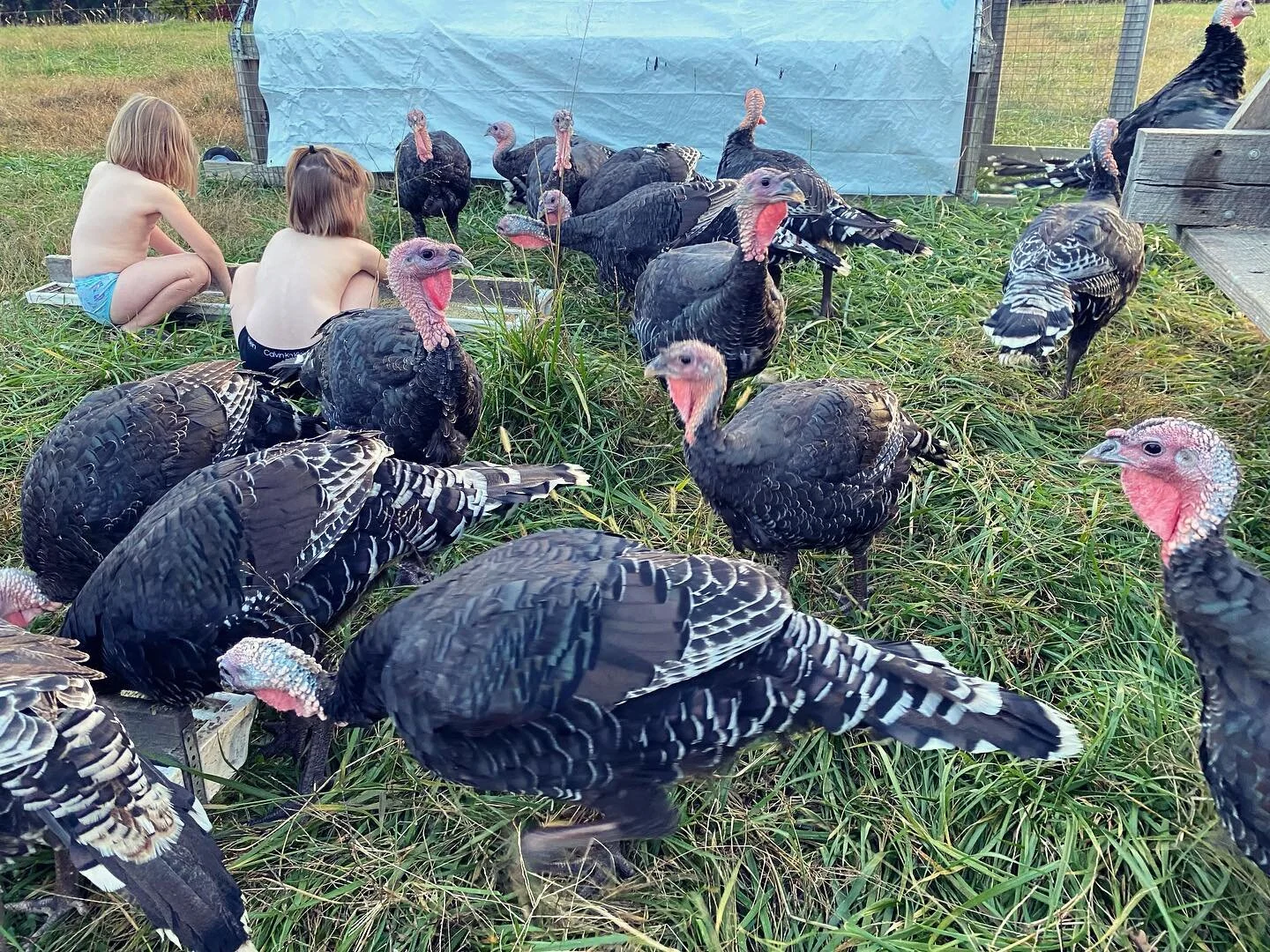 Gillispie's County Line Farm