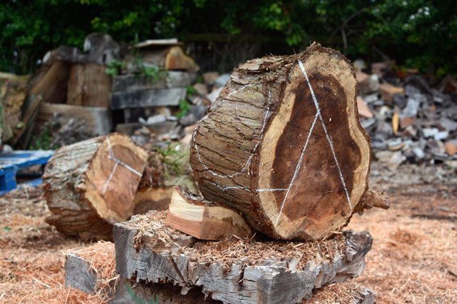 Wordsworth’s cedar — Jonathan Leech