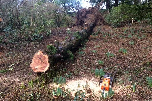 Wordsworth’s cedar — Jonathan Leech