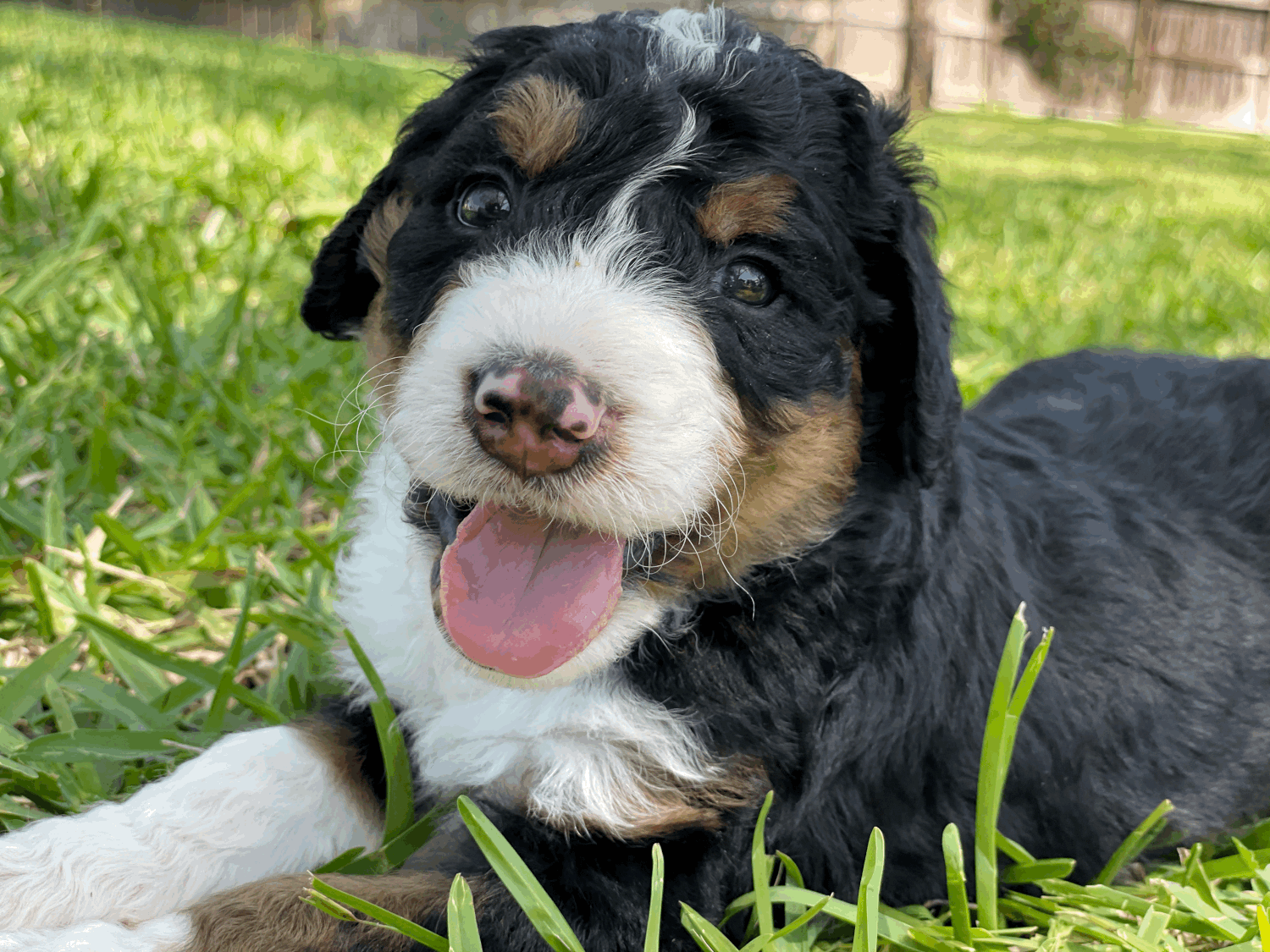 ABOUT BERNEDOODLES — Creekside Doodles