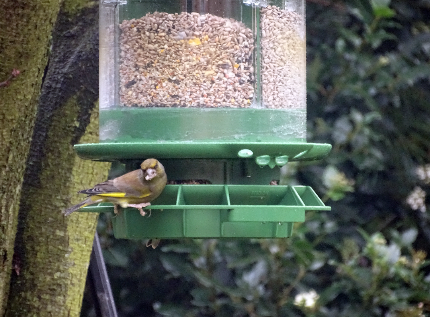 Cleaner Feeder 1 — Finches Friend — High quality, easy clean bird feeders