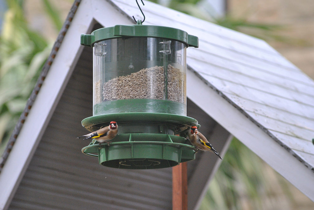 Cleaner Feeder 1 — Finches Friend — High quality, easy clean bird feeders