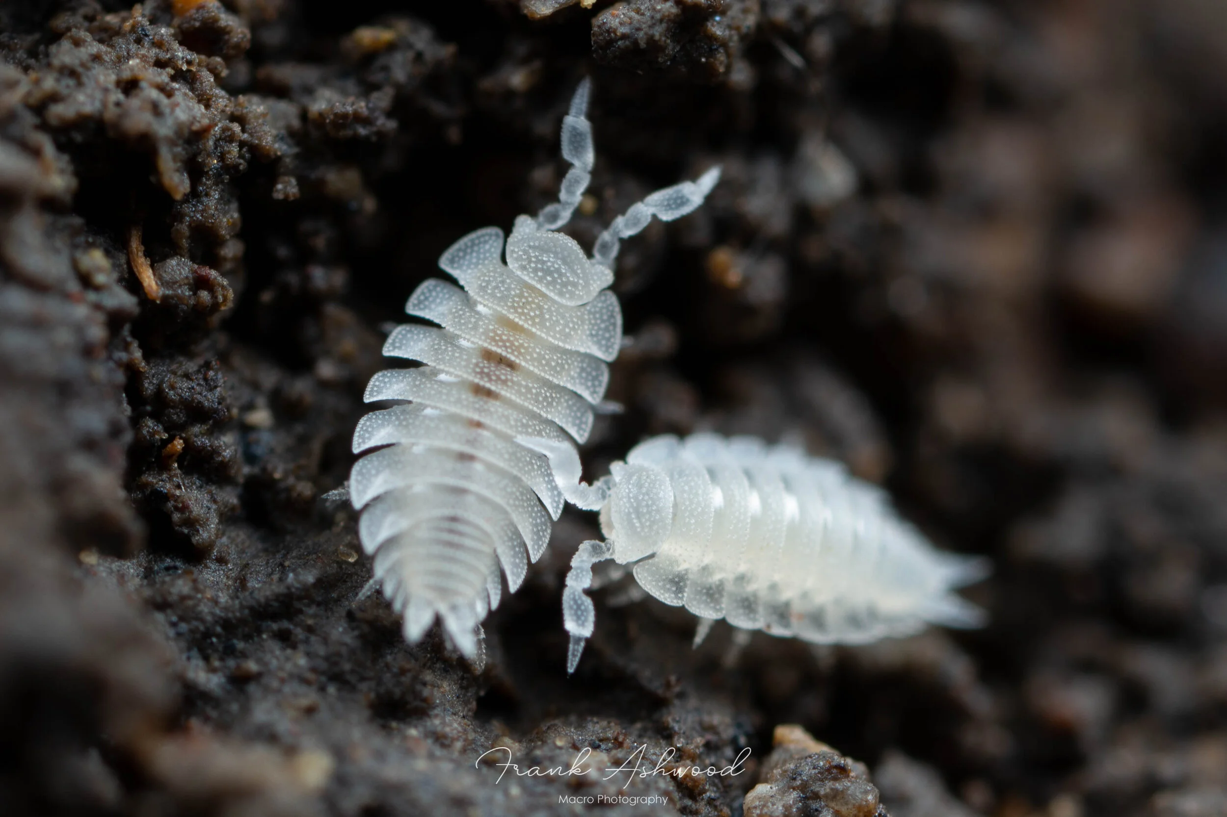 Macrophotography — Frank Ashwood