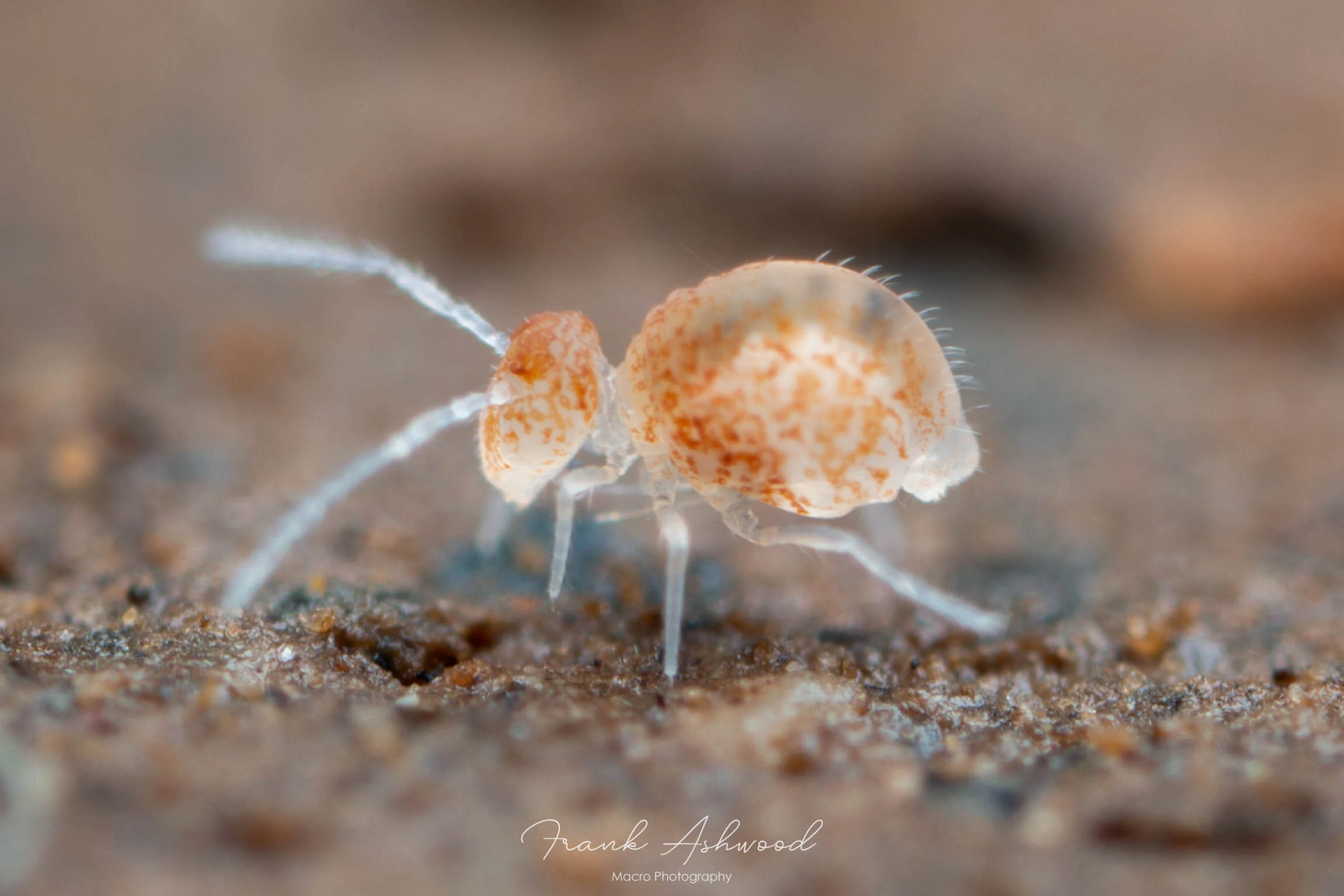 Springtails (Collembola) — Frank Ashwood