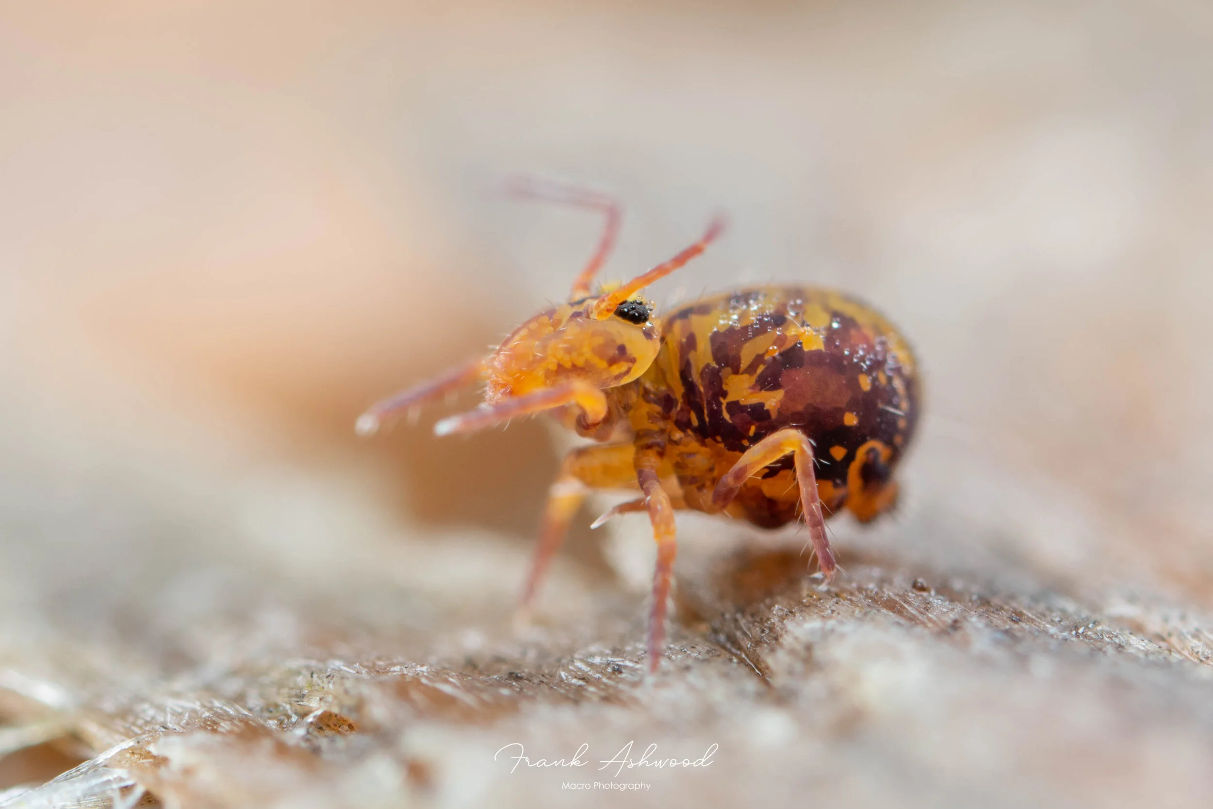 Springtails (Collembola) — Frank Ashwood