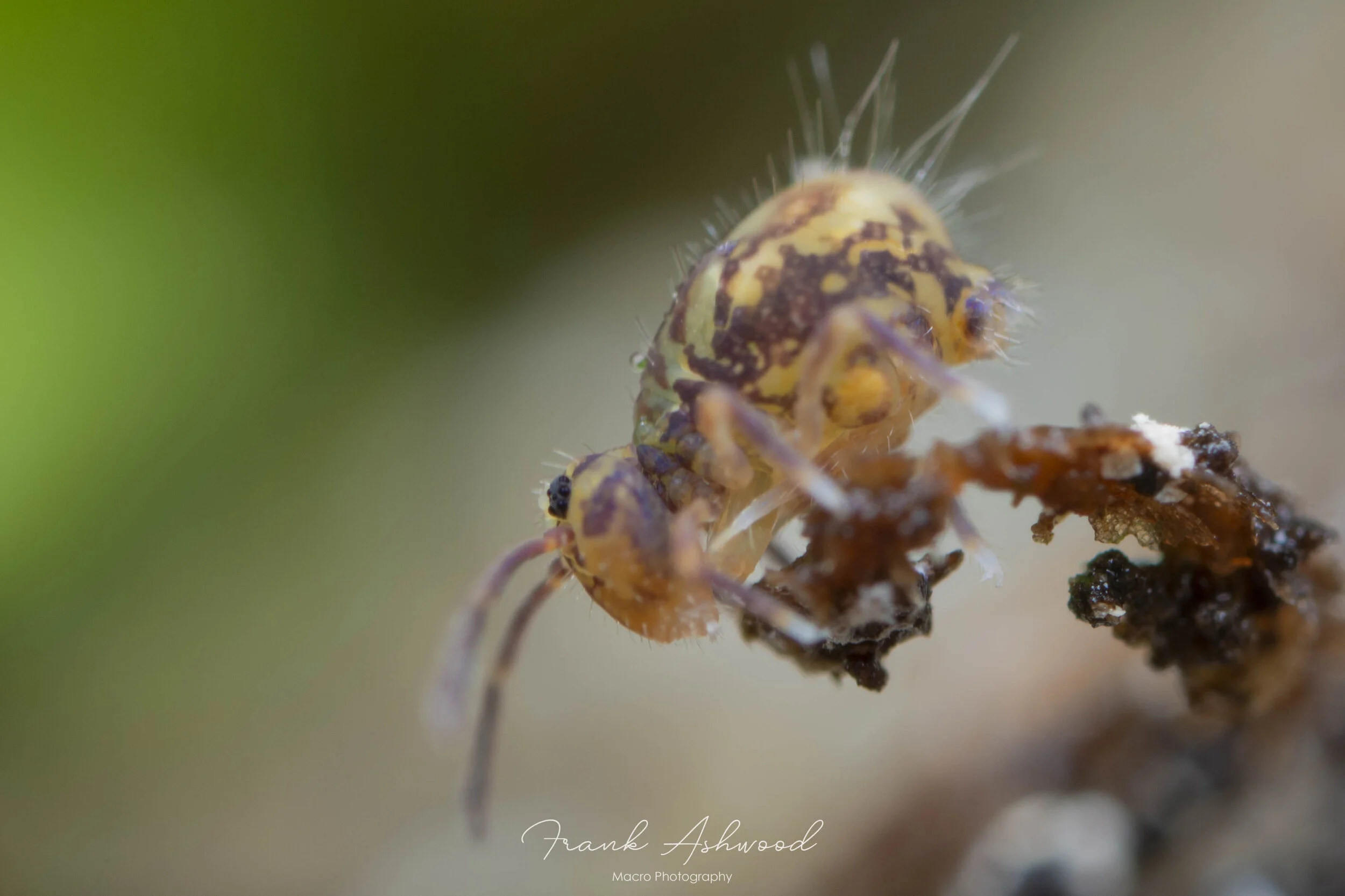 Springtails (Collembola) — Frank Ashwood