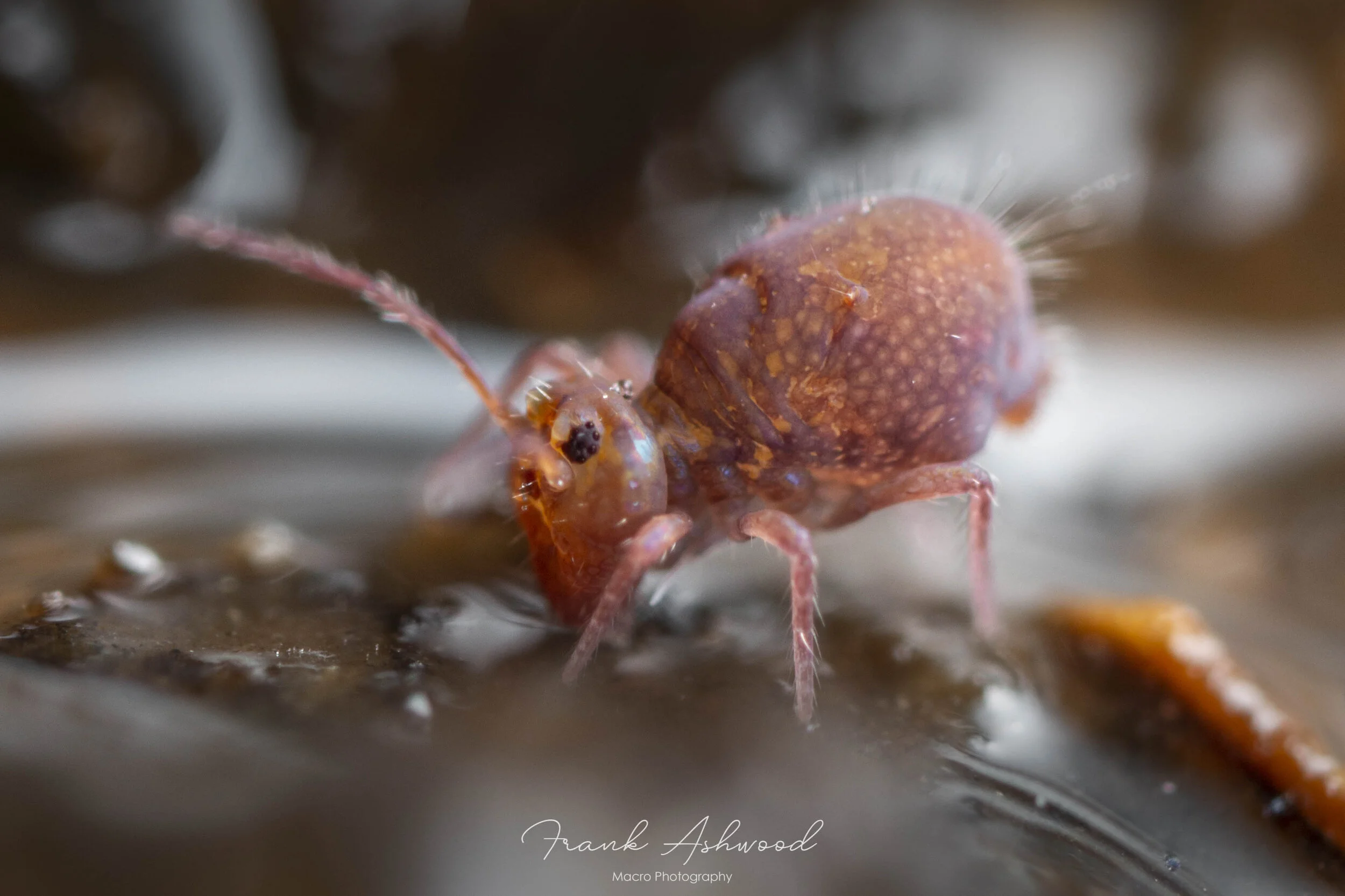 Springtails (Collembola) — Frank Ashwood