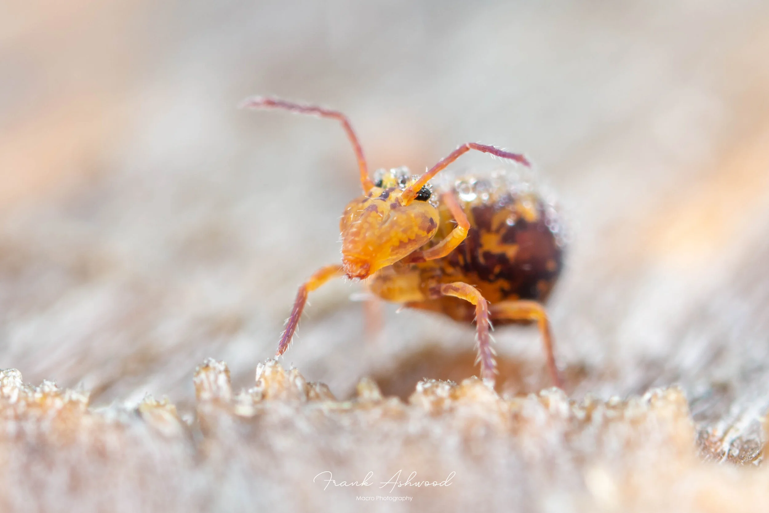 Springtails (Collembola) — Frank Ashwood
