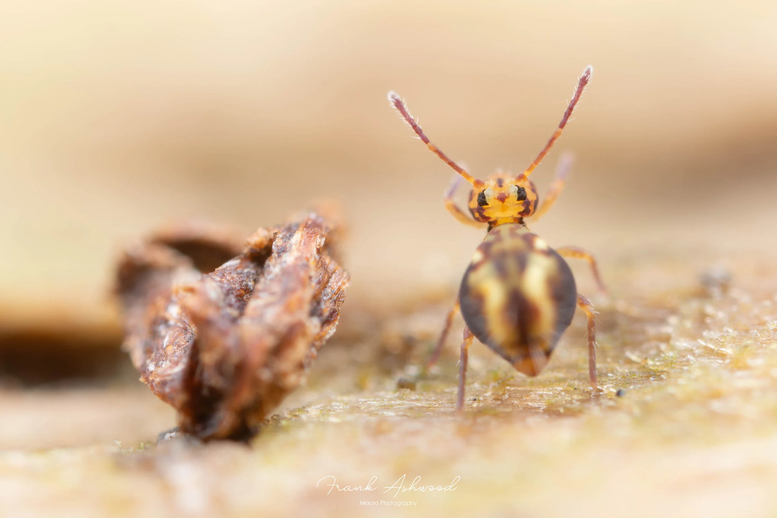 Springtails (Collembola) — Frank Ashwood