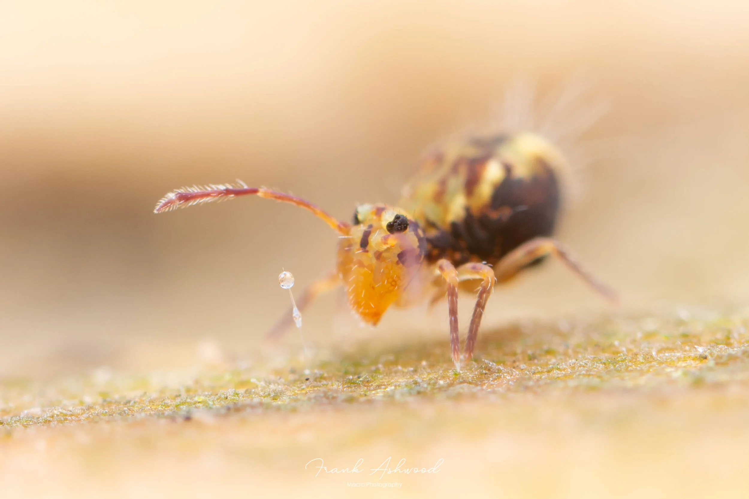 Springtails (Collembola) — Frank Ashwood