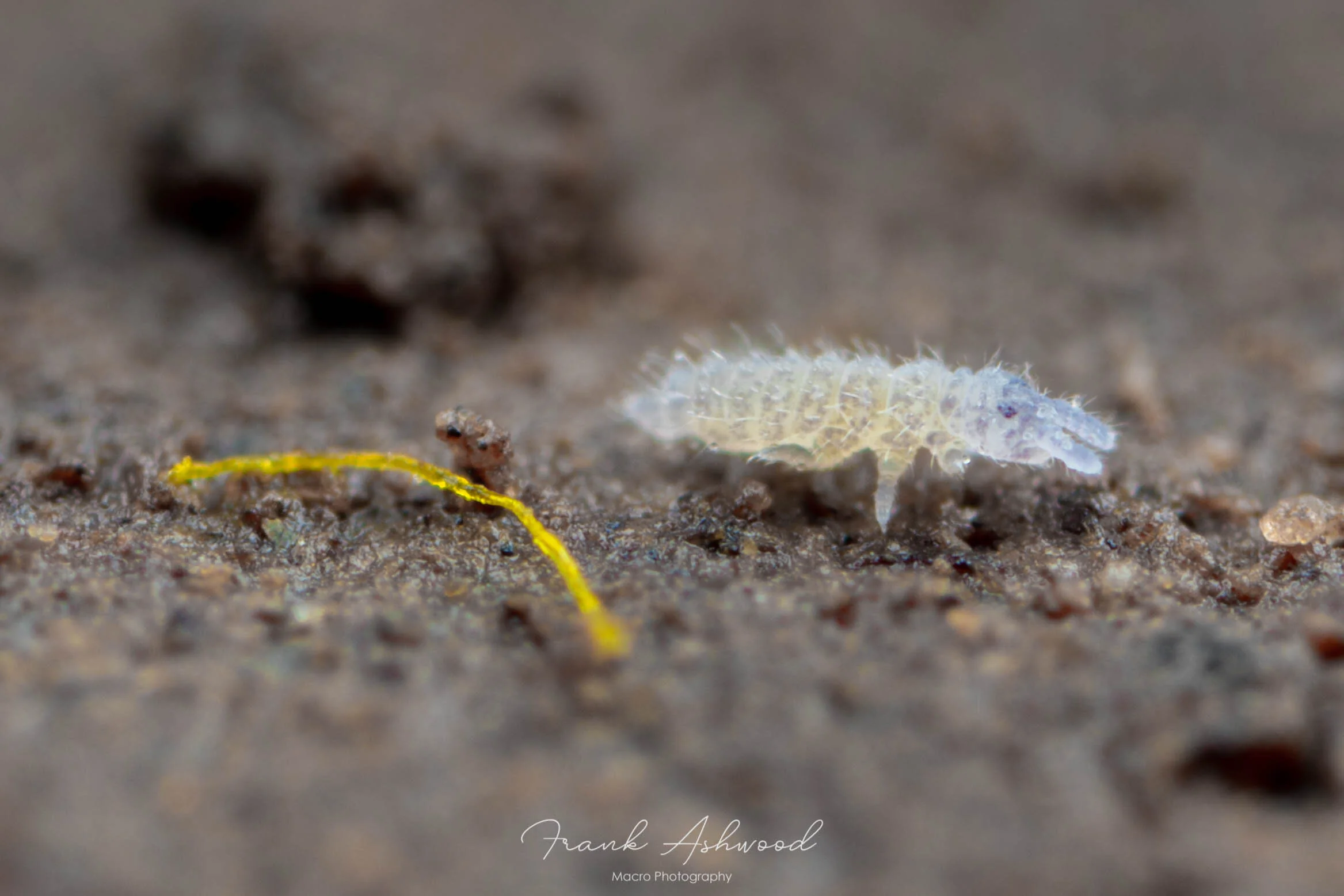 Springtails (Collembola) — Frank Ashwood