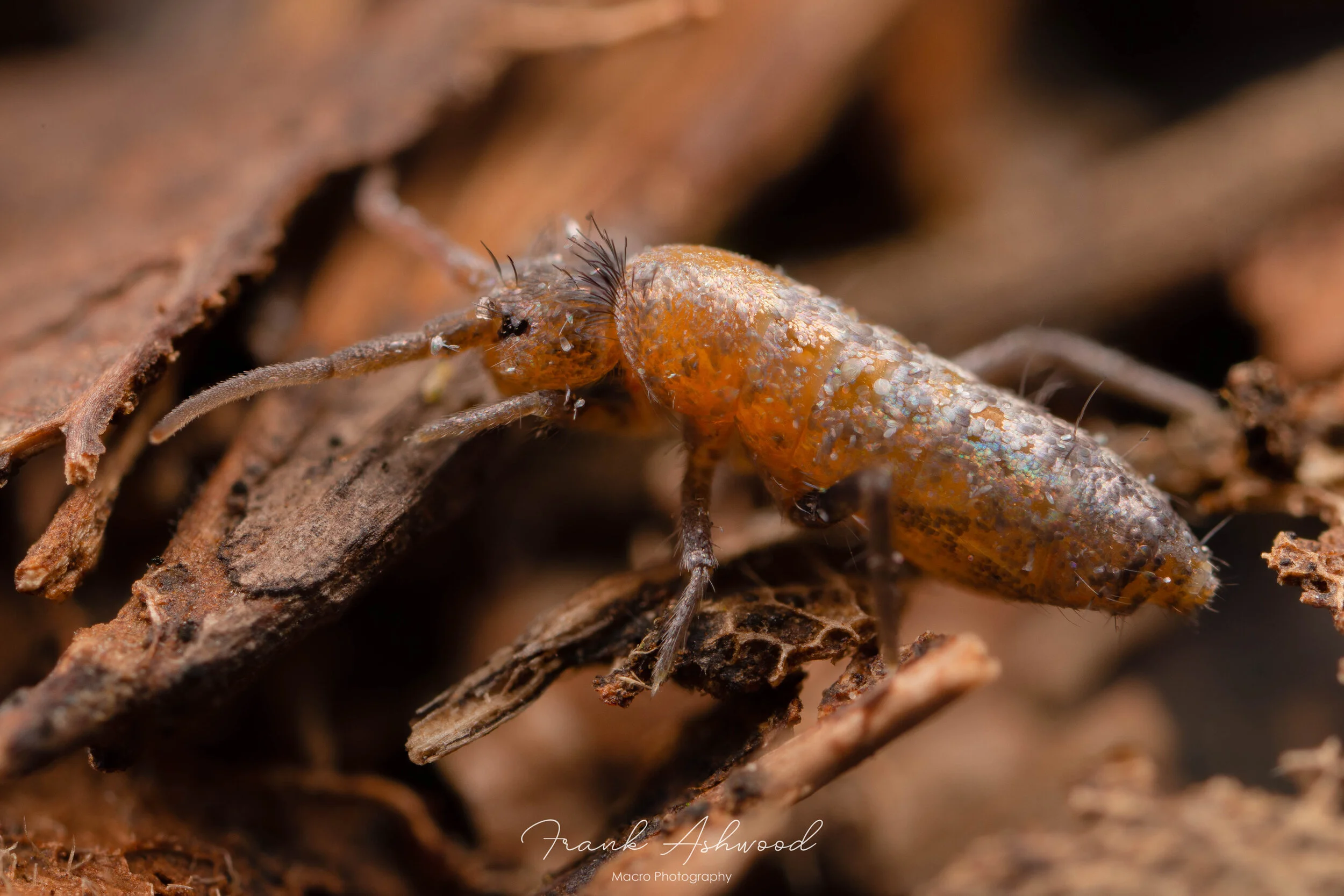 Springtails (Collembola) — Frank Ashwood