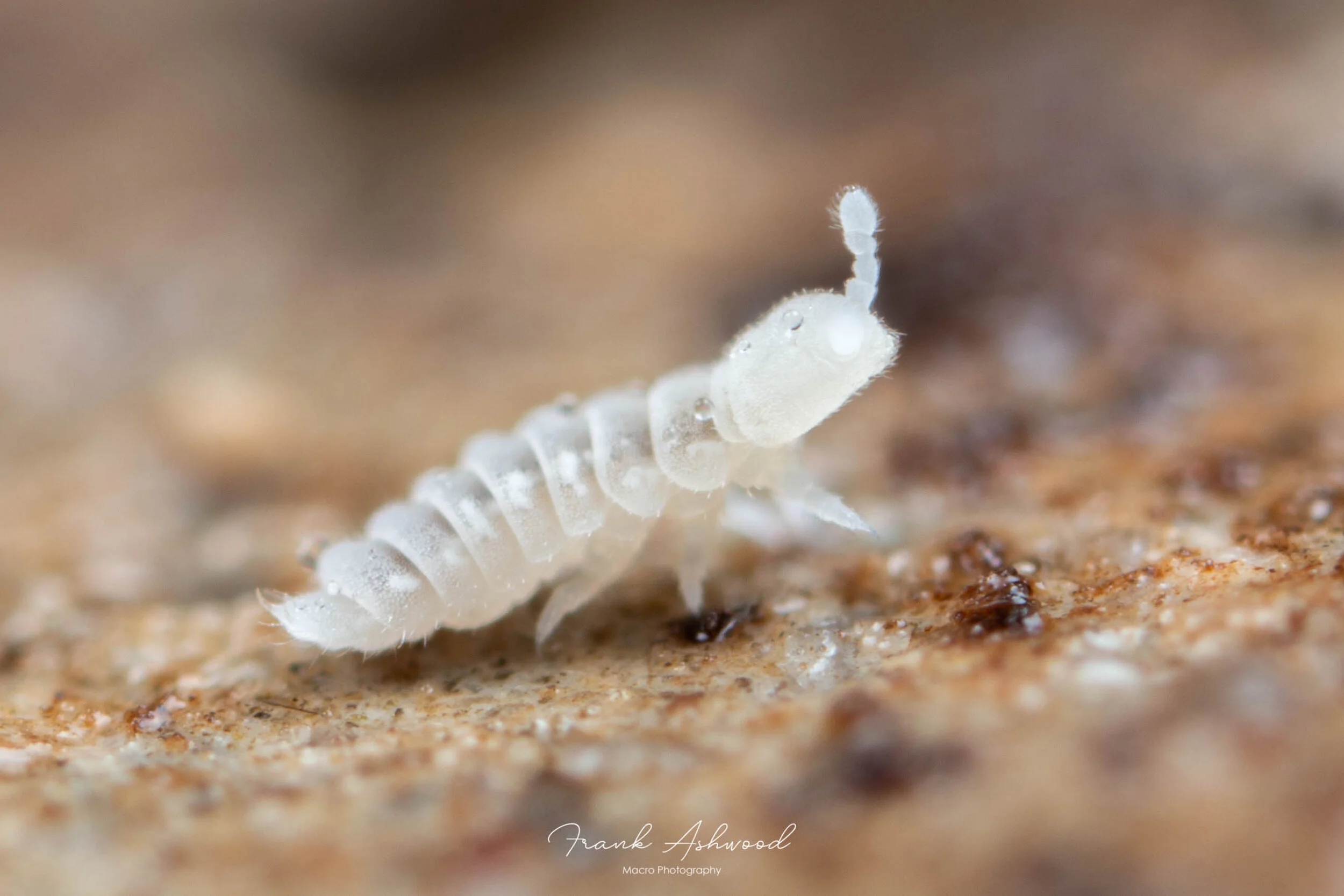 Springtails (Collembola) — Frank Ashwood