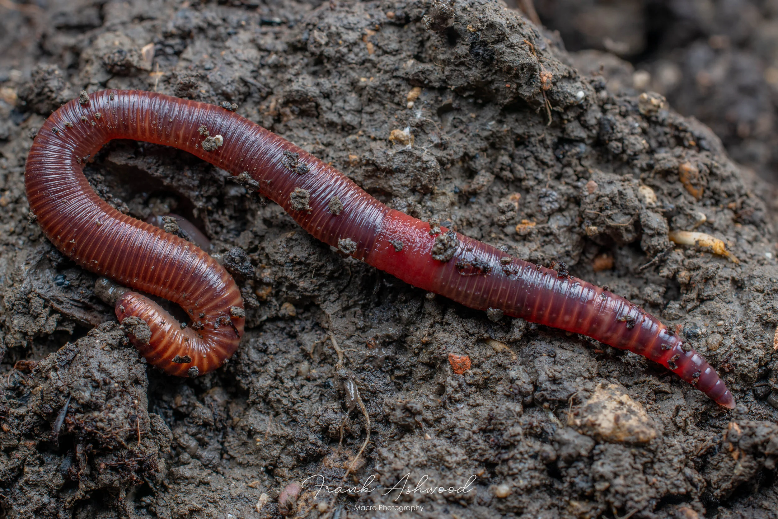 Earthworms — Frank Ashwood