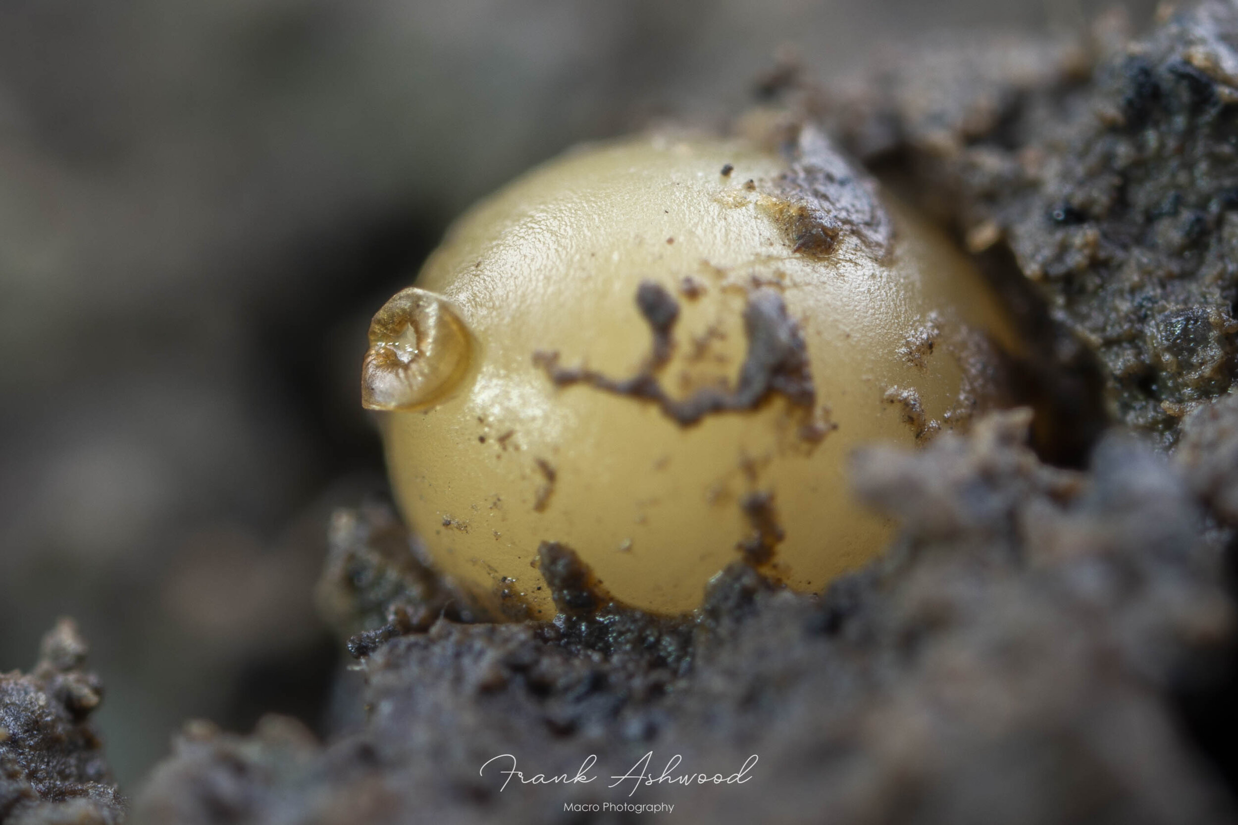 Earthworms — Frank Ashwood