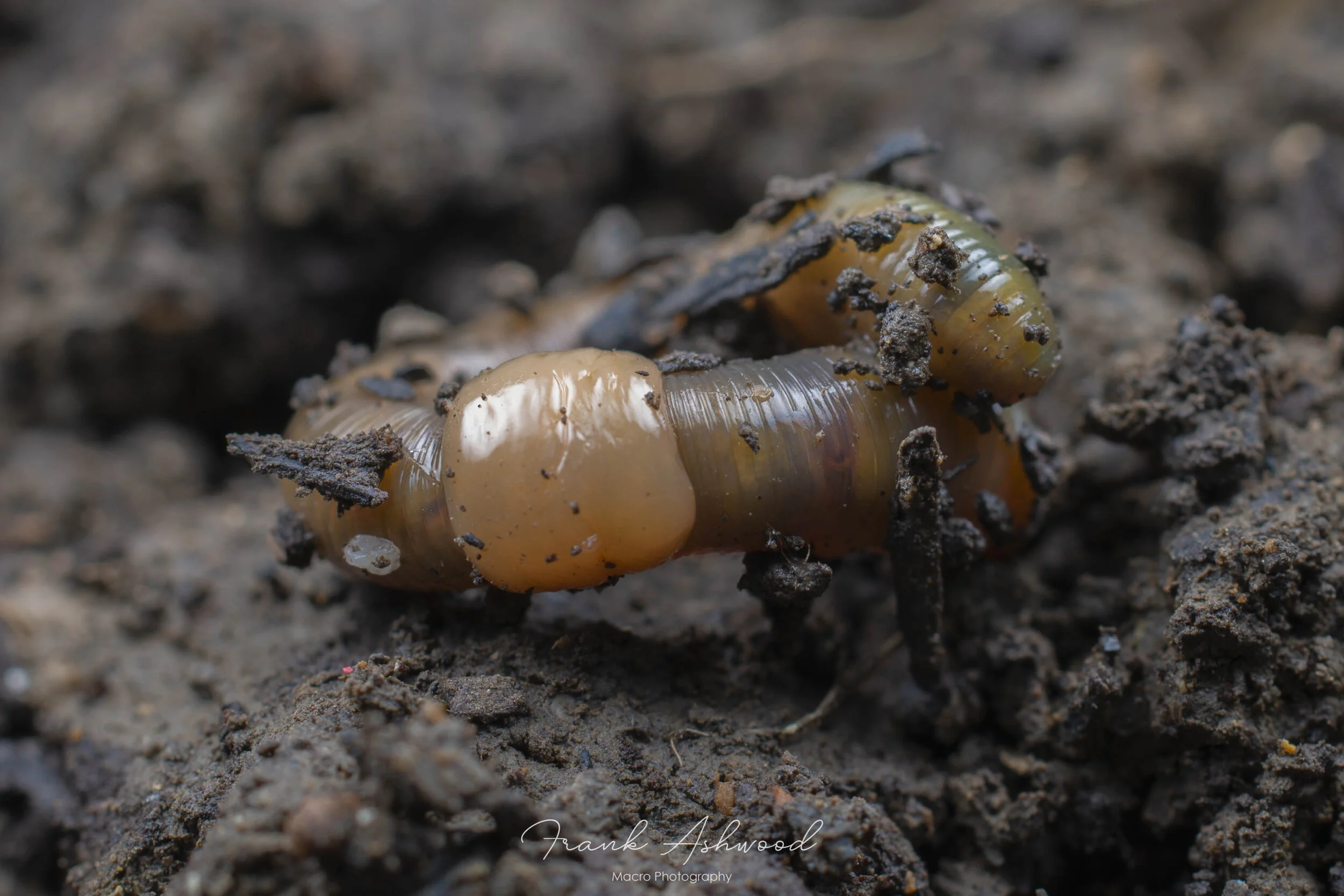 Earthworms — Frank Ashwood