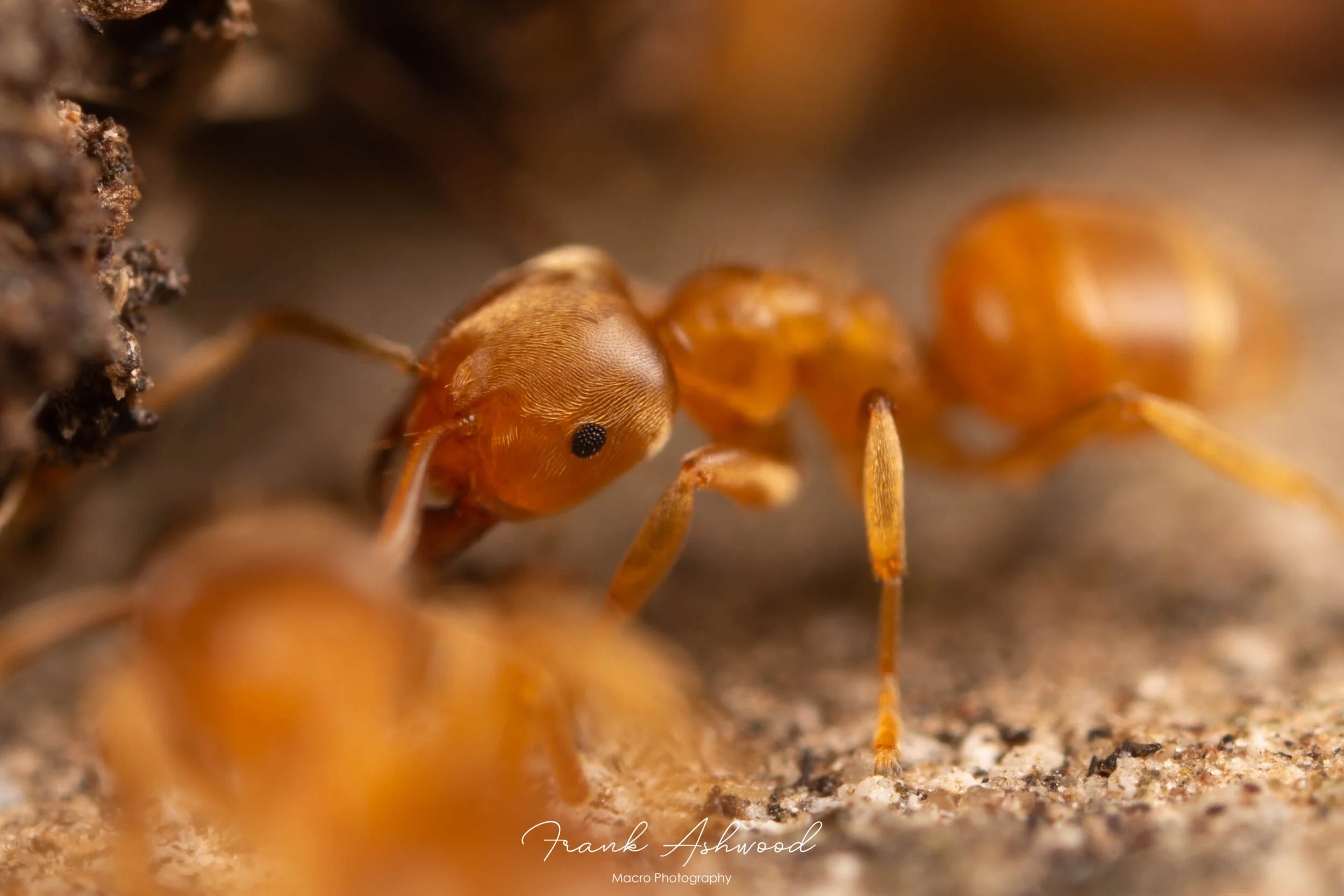 Ants — Frank Ashwood