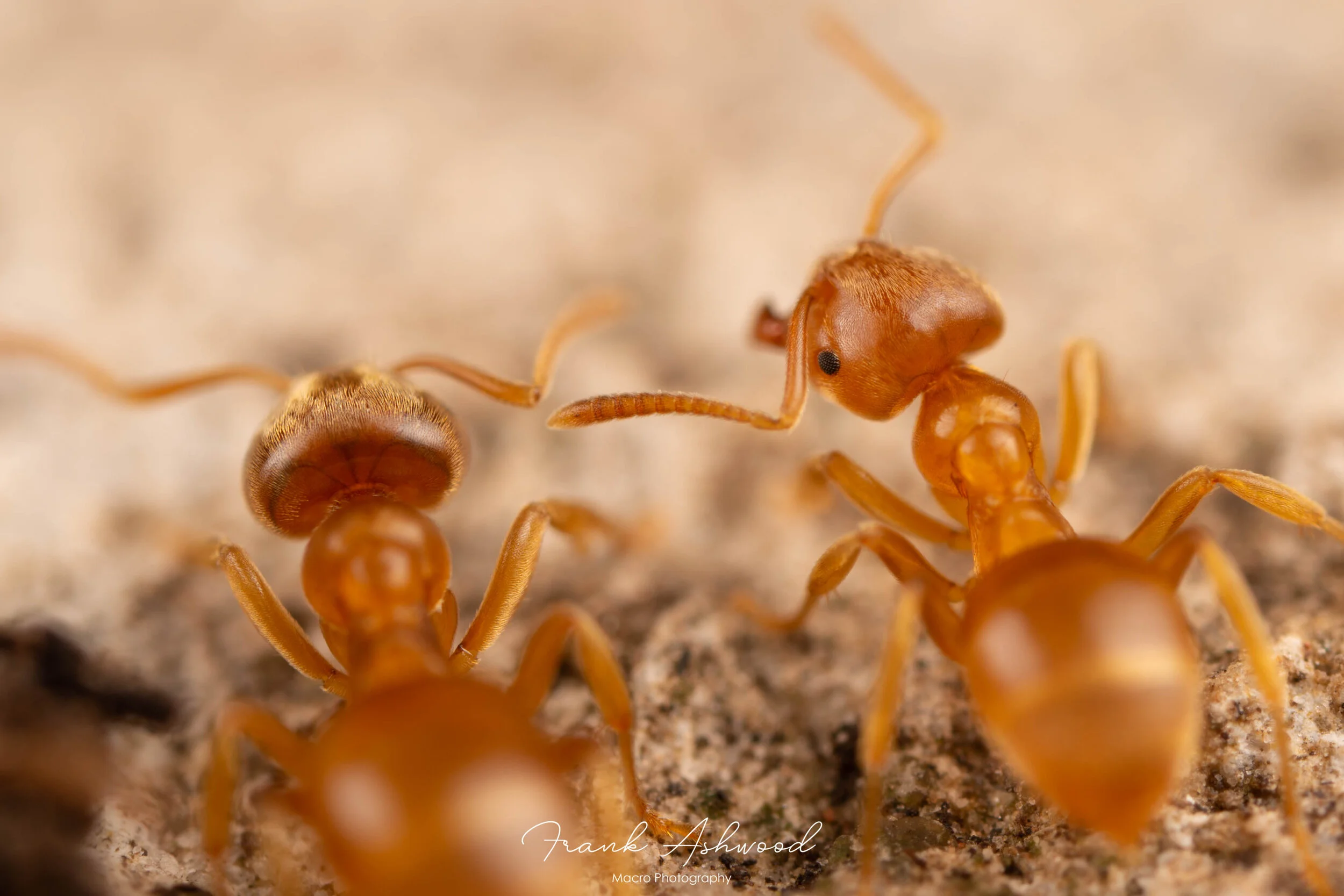 Ants — Frank Ashwood