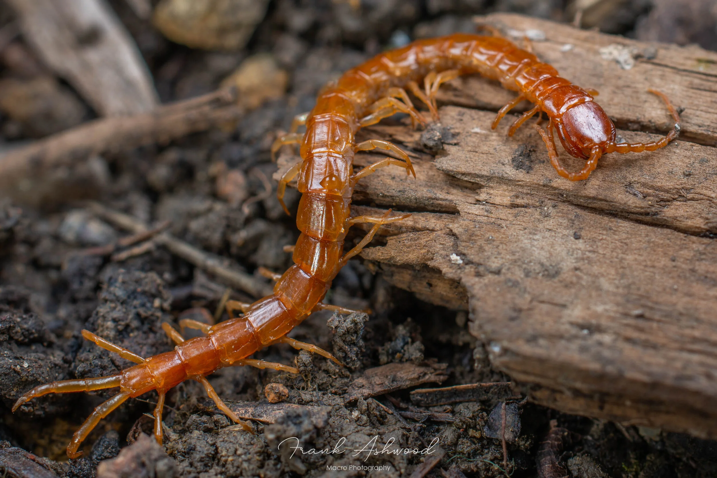Macrophotography — Frank Ashwood
