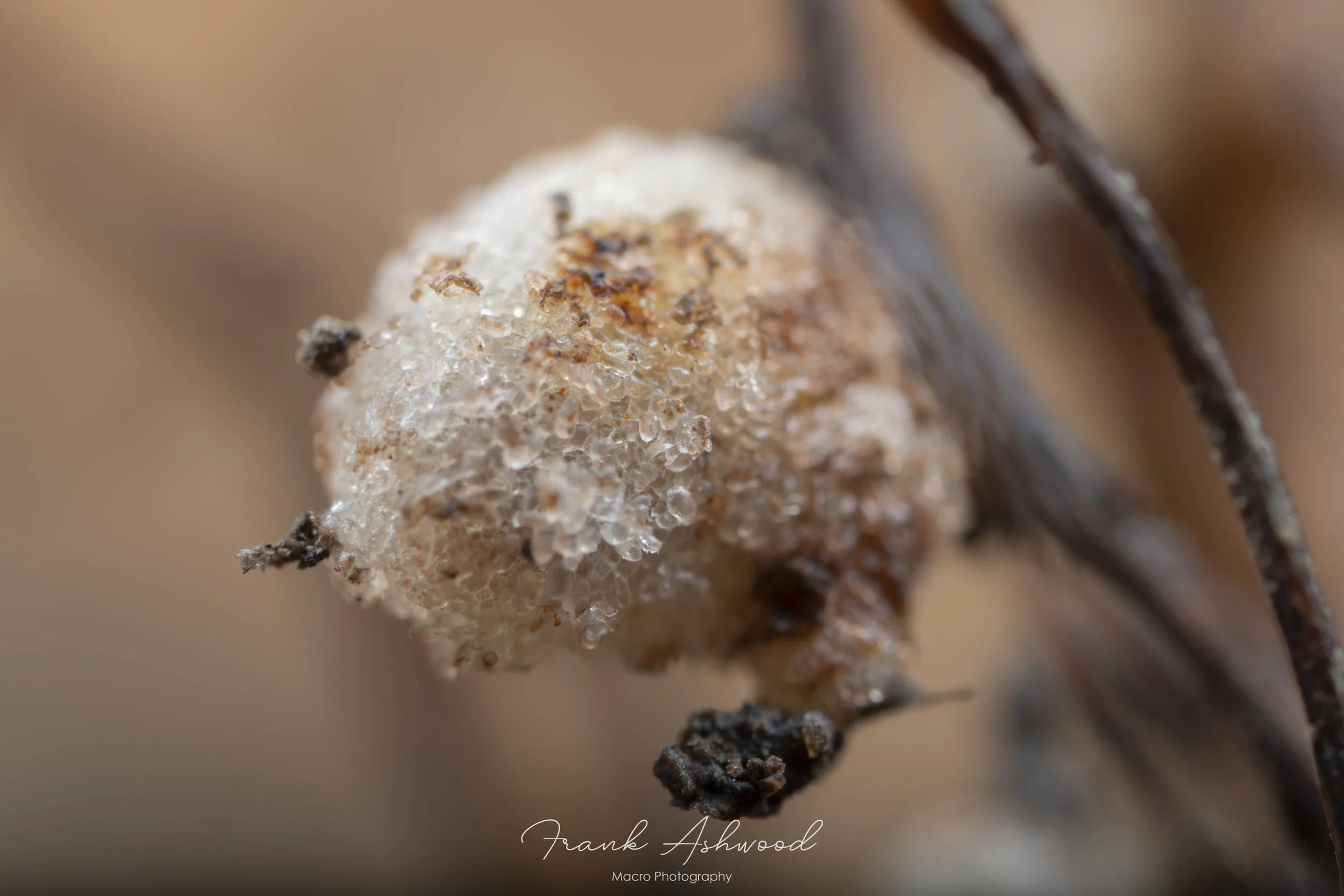 Microbes — Frank Ashwood