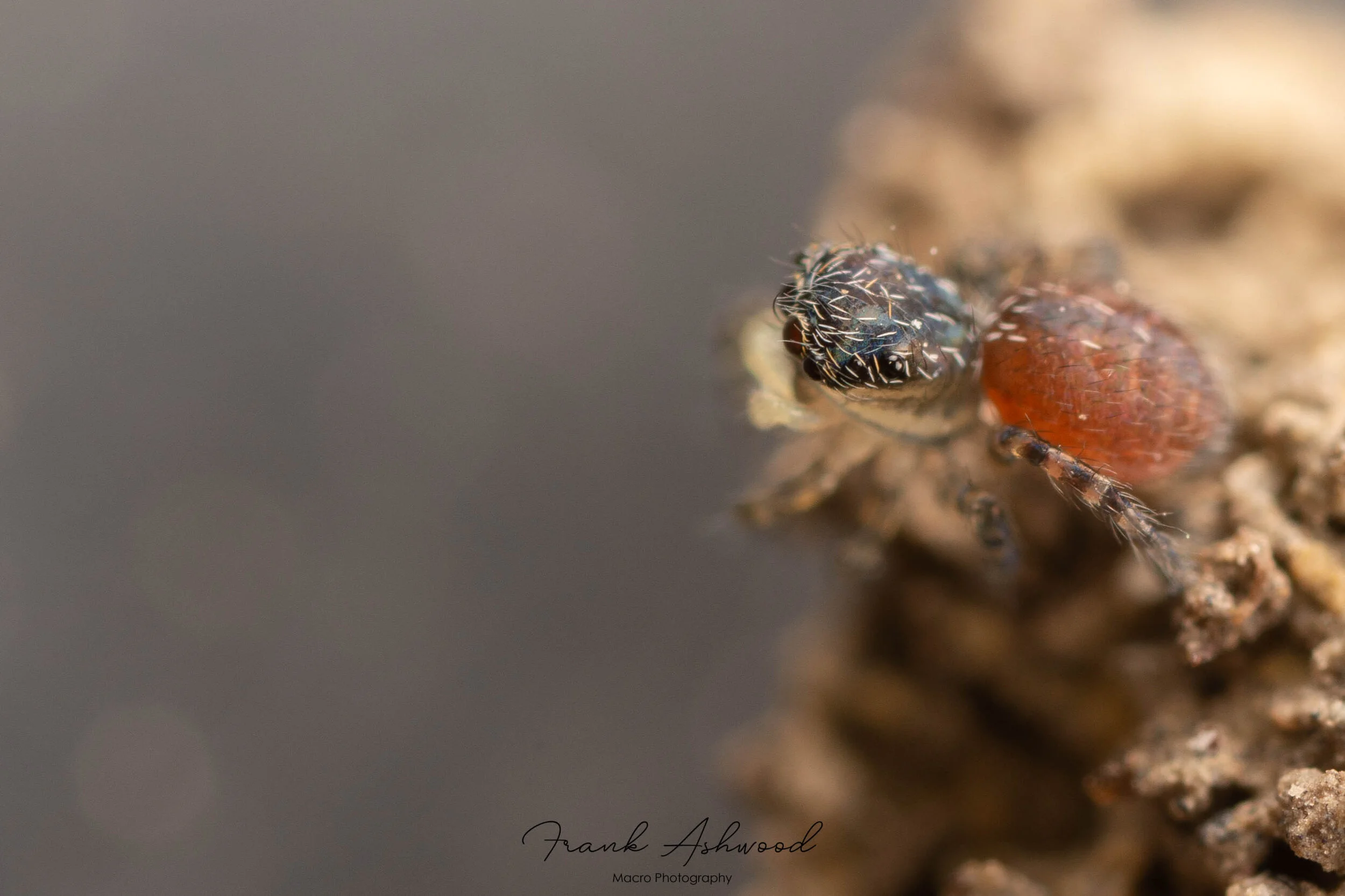 Spiders and harvestmen — Frank Ashwood