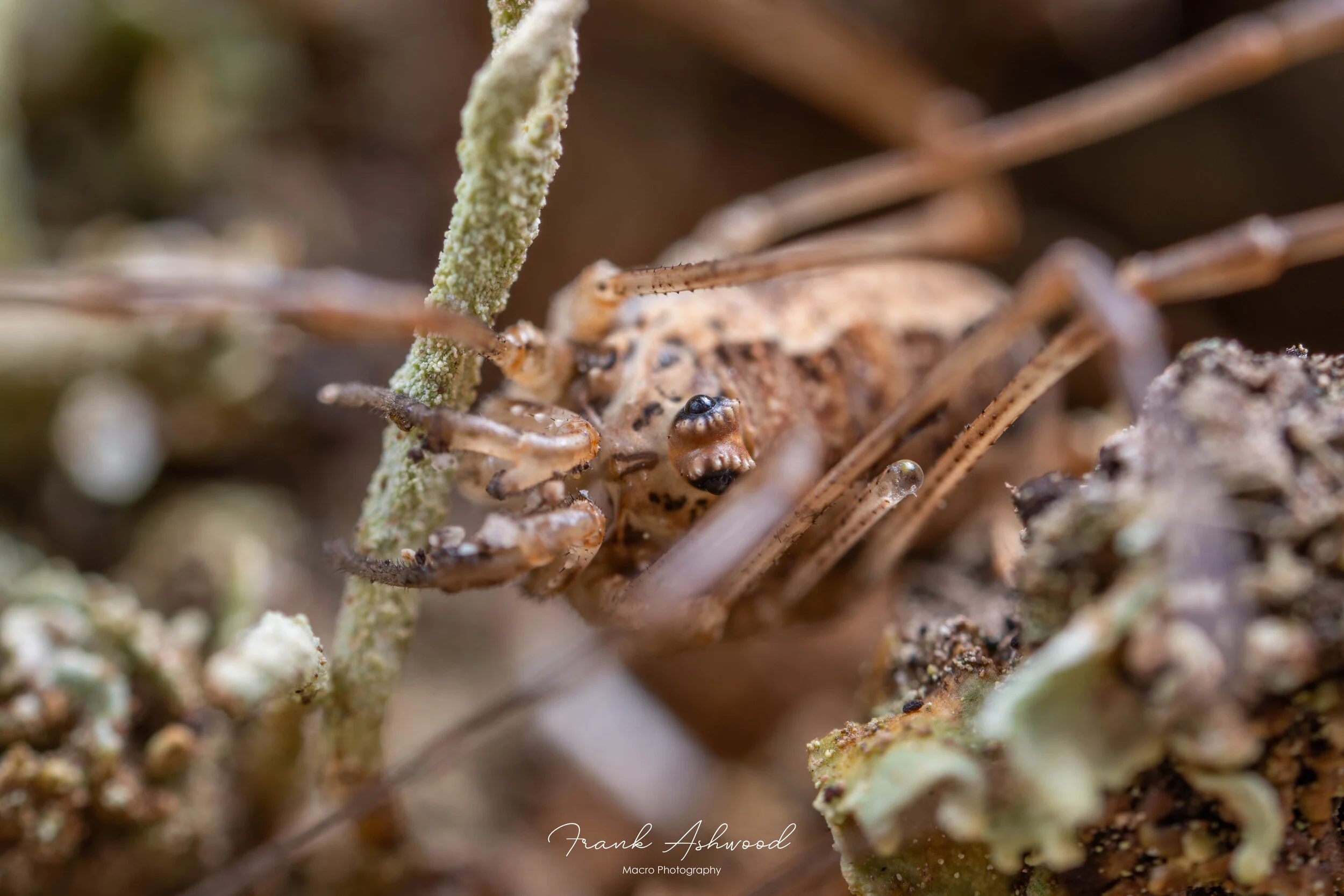 Harvestmen (Opiliones) — Frank Ashwood