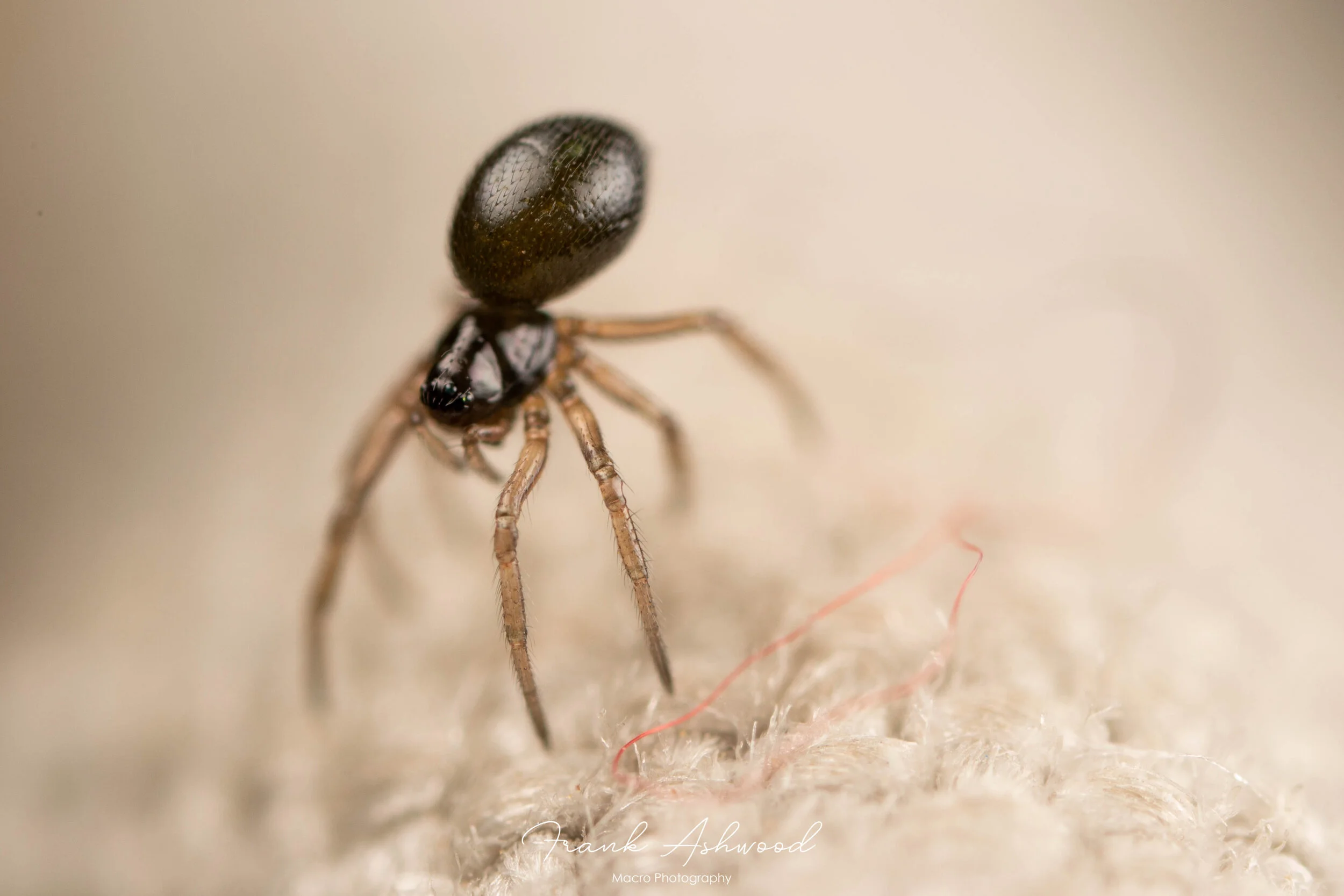 Spiders and harvestmen — Frank Ashwood