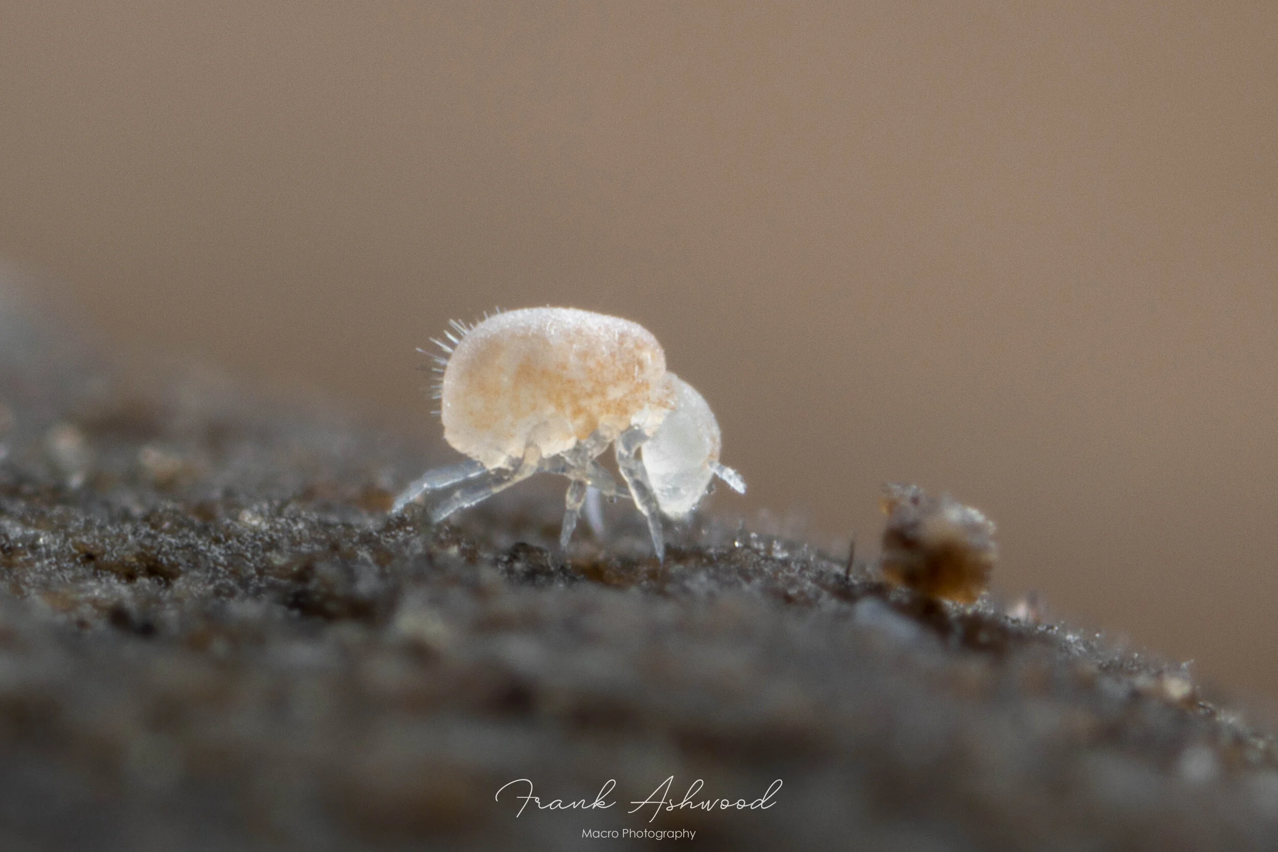 Springtails (Collembola) — Frank Ashwood