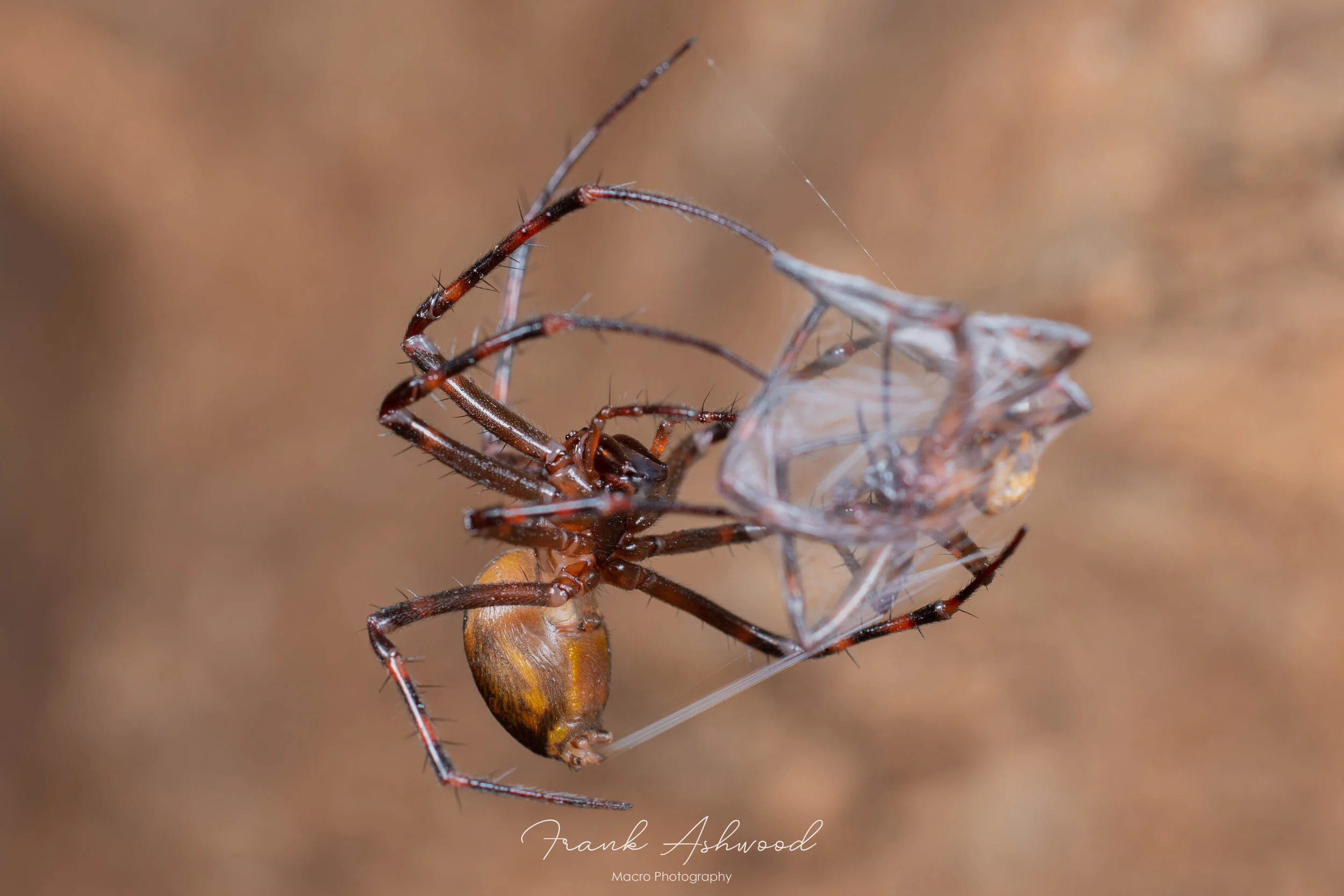 Spiders and harvestmen — Frank Ashwood