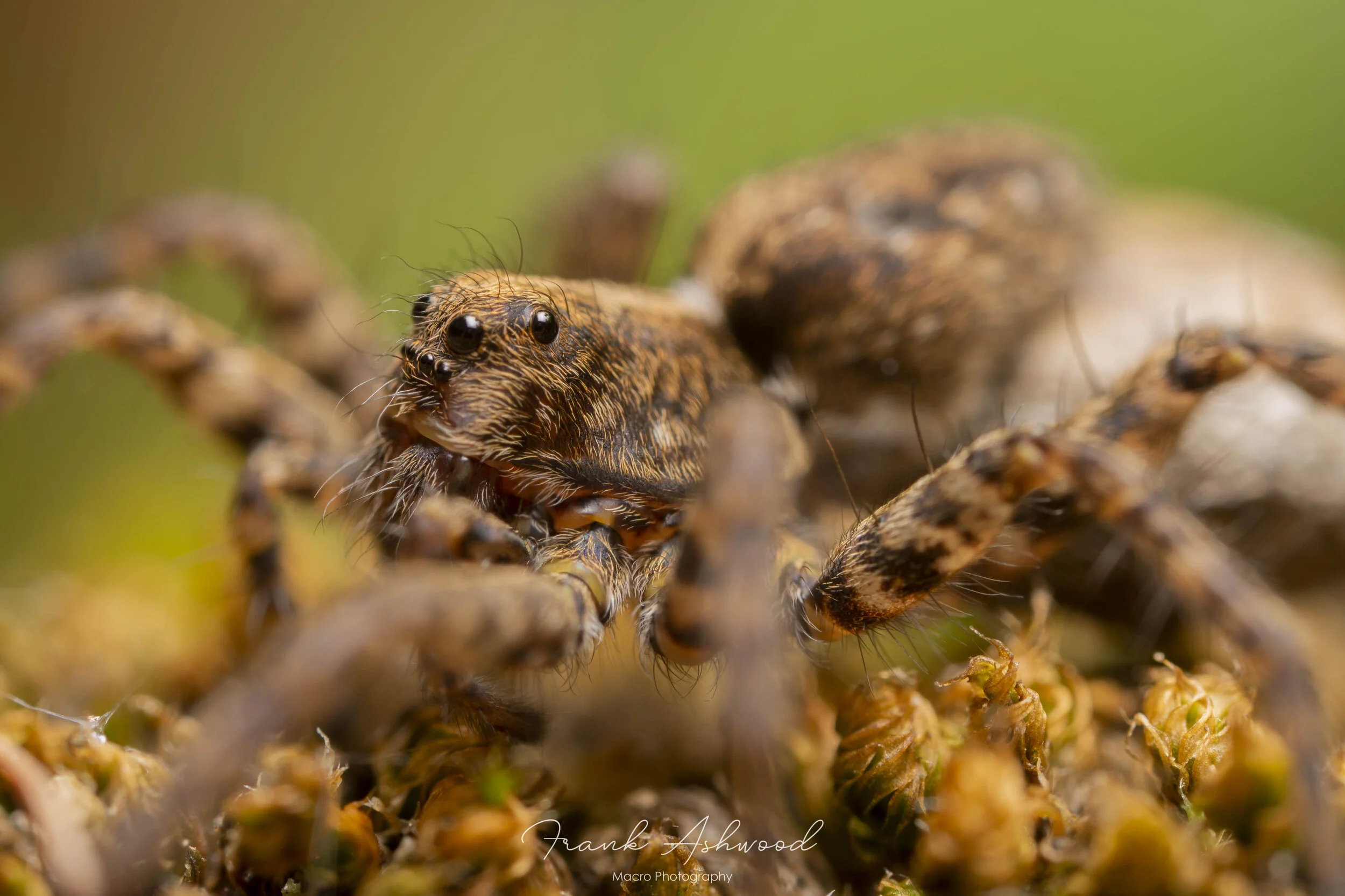 Spiders and harvestmen — Frank Ashwood