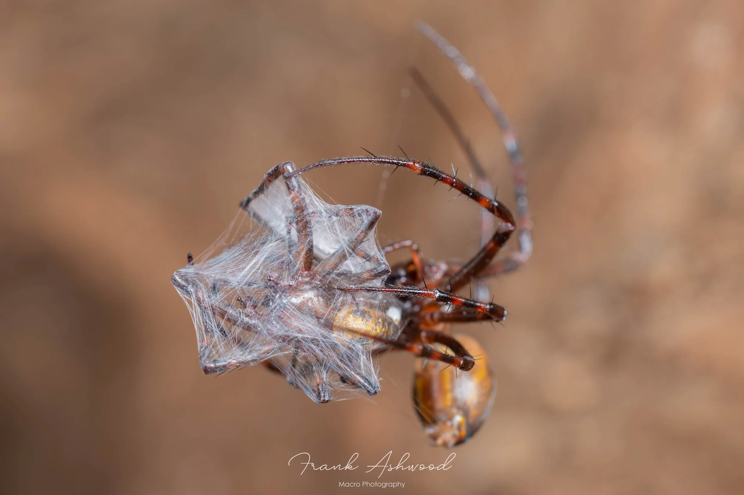 Spiders and harvestmen — Frank Ashwood