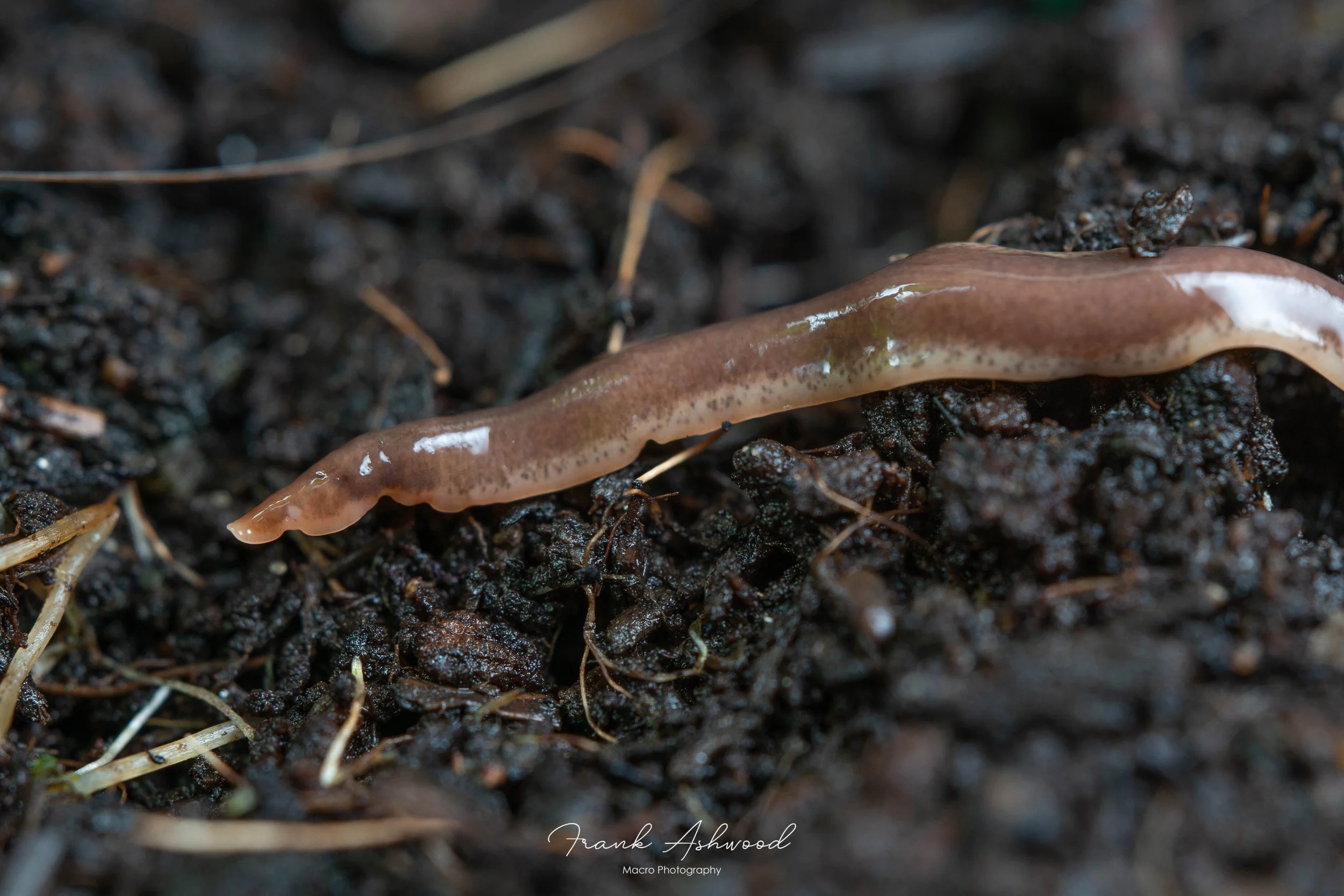 Earthworms — Frank Ashwood