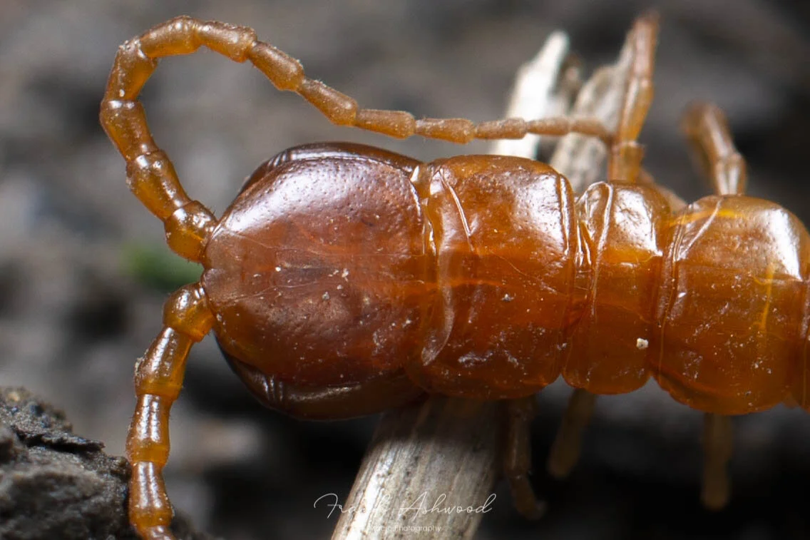 Centipedes — Frank Ashwood