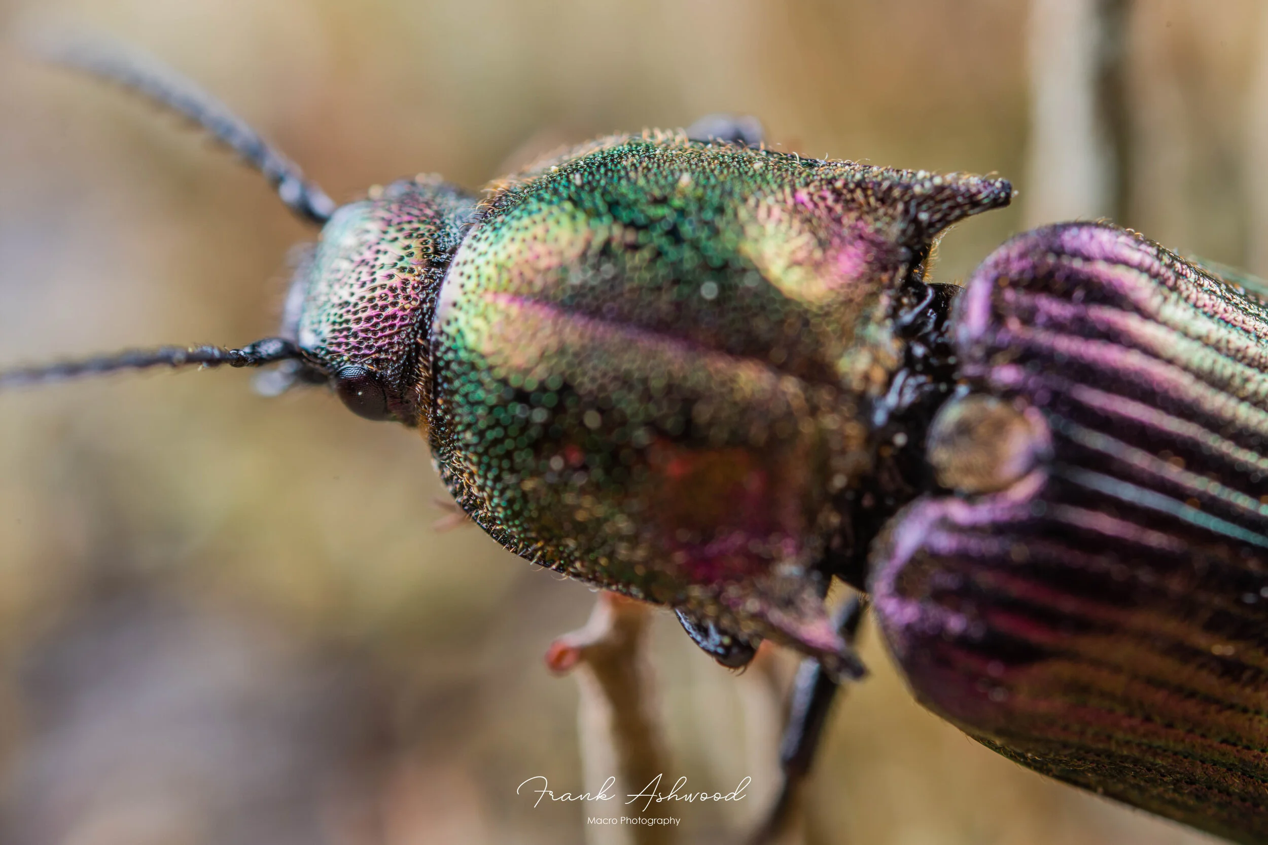 Other invertebrates — Frank Ashwood