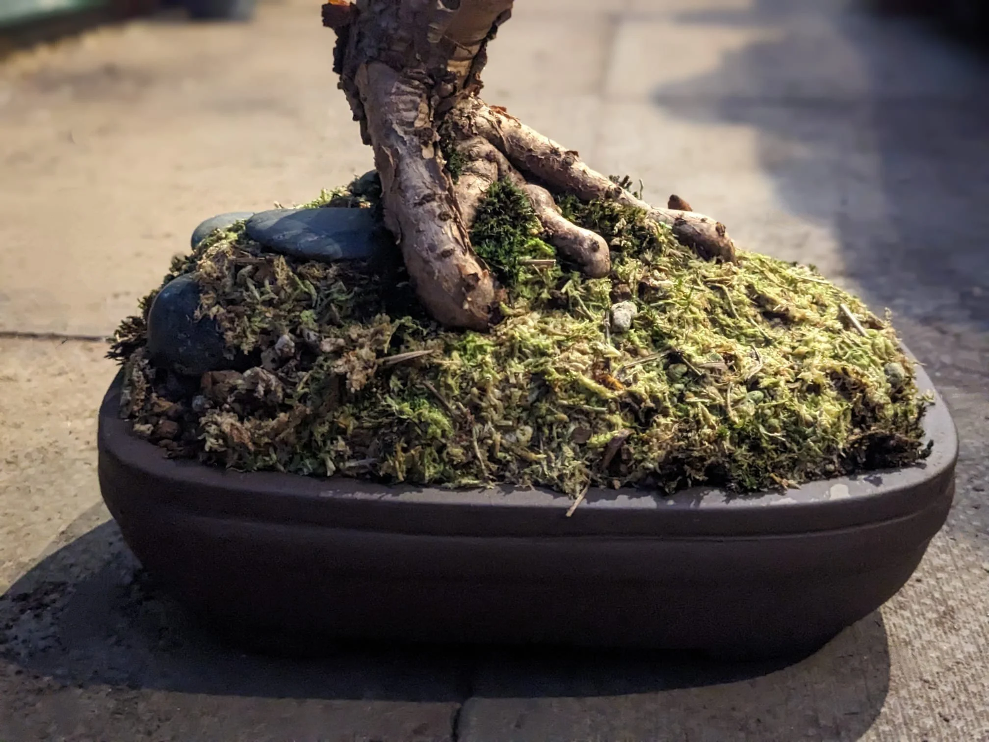 Bonsai on a Budget - FULLY BOOKED, Join the waiting list | Walworth Garden
