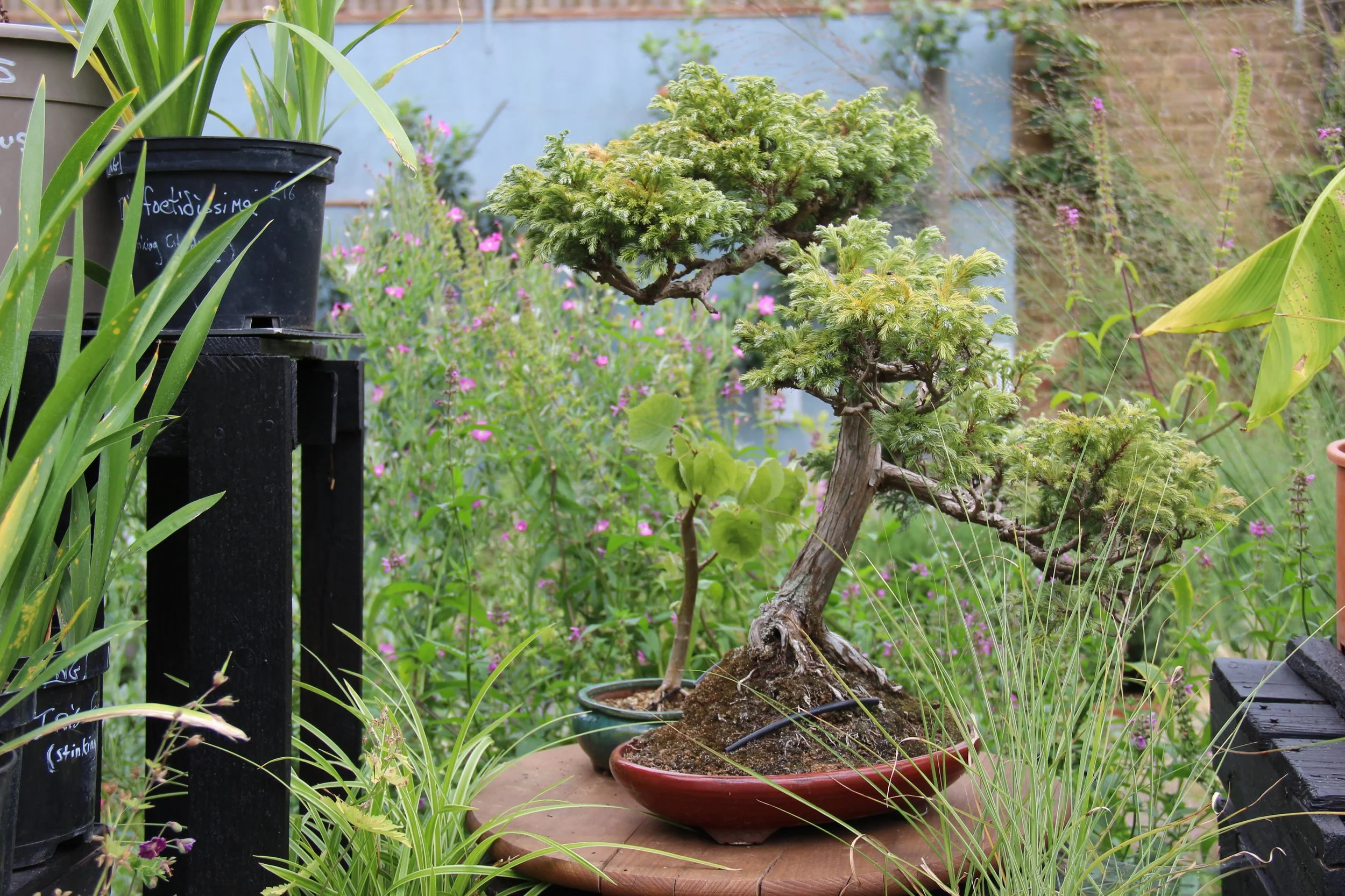 Bonsai on a Budget | Walworth Garden