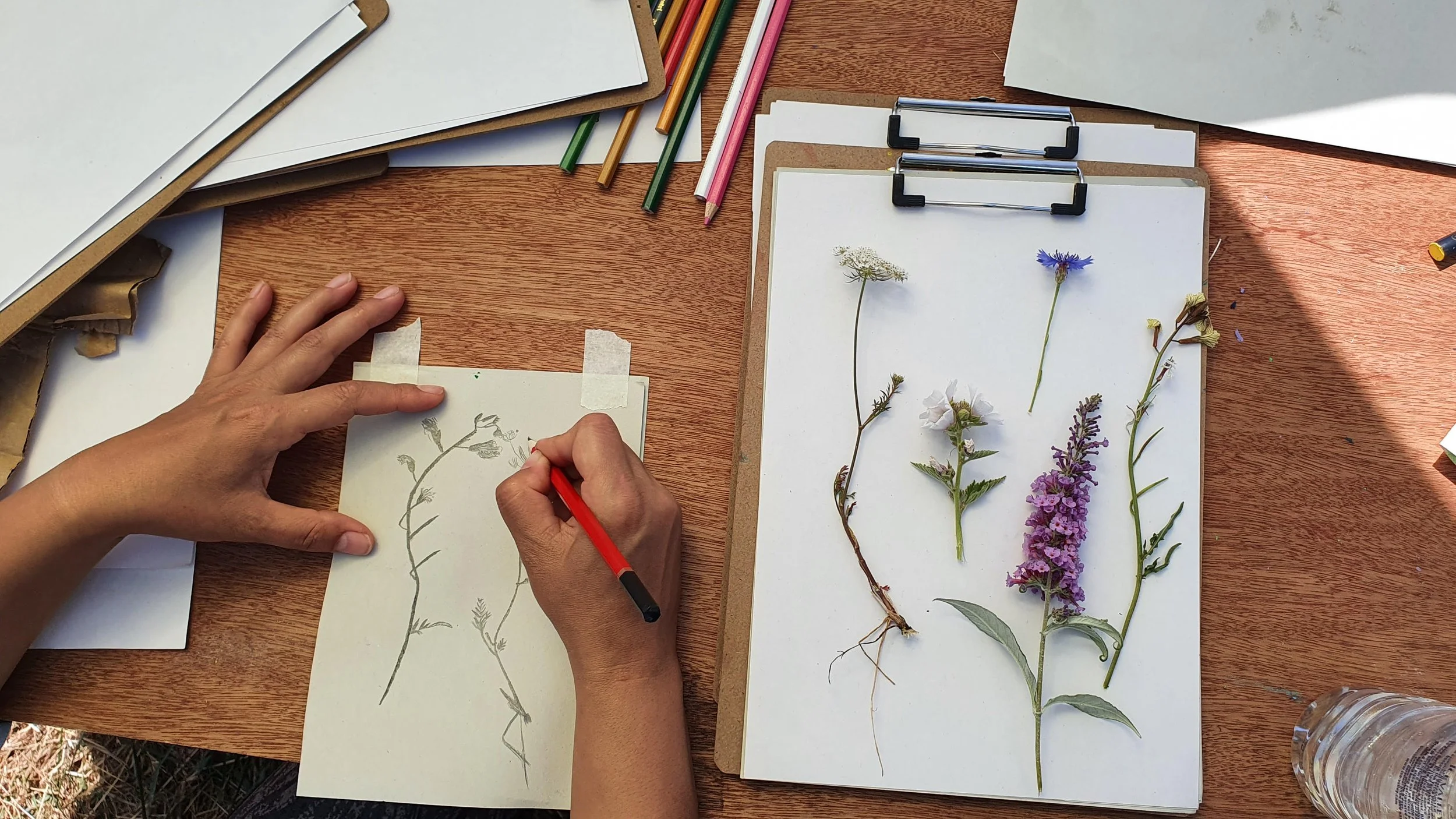 Drawing From Nature | Walworth Garden
