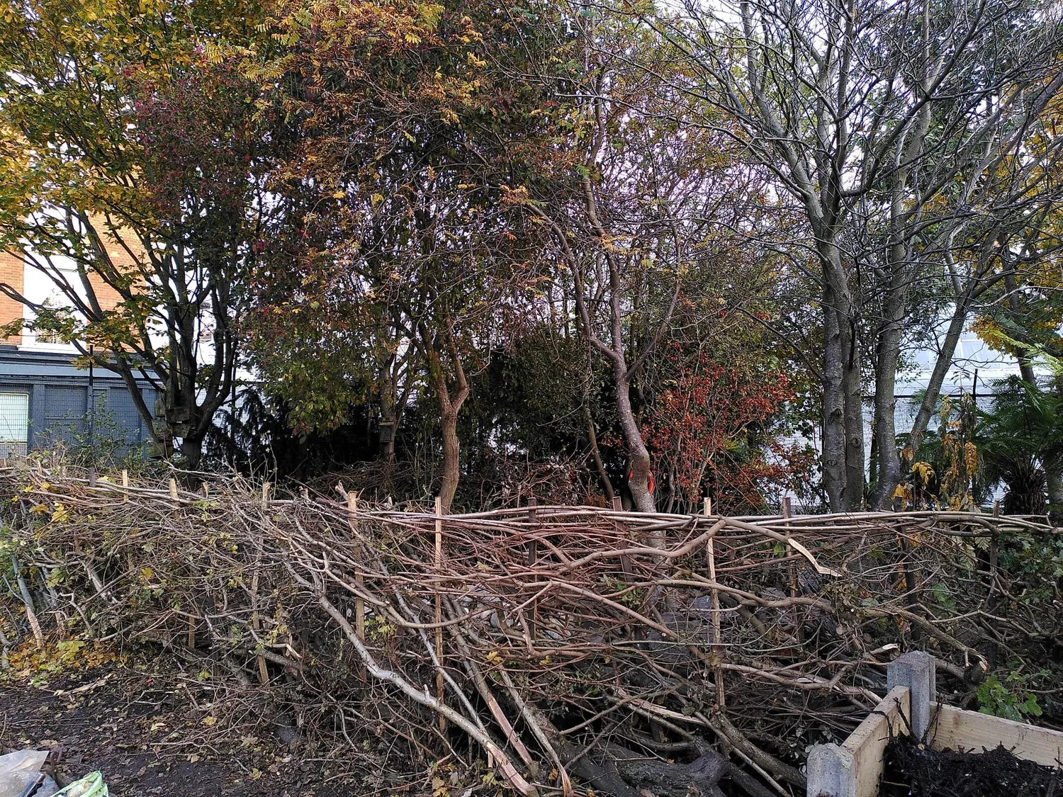 Hands-On Hedge Laying - FULLY BOOKED, Join the waiting list | Walworth ...