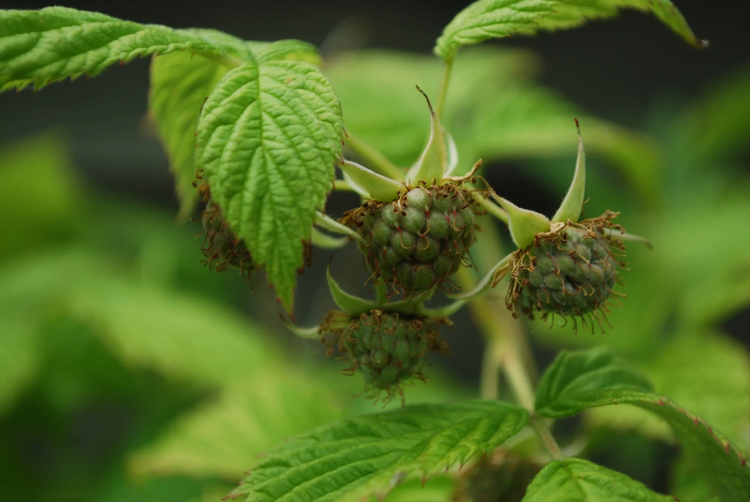 Organic Food Growing Masterclass | Walworth Garden