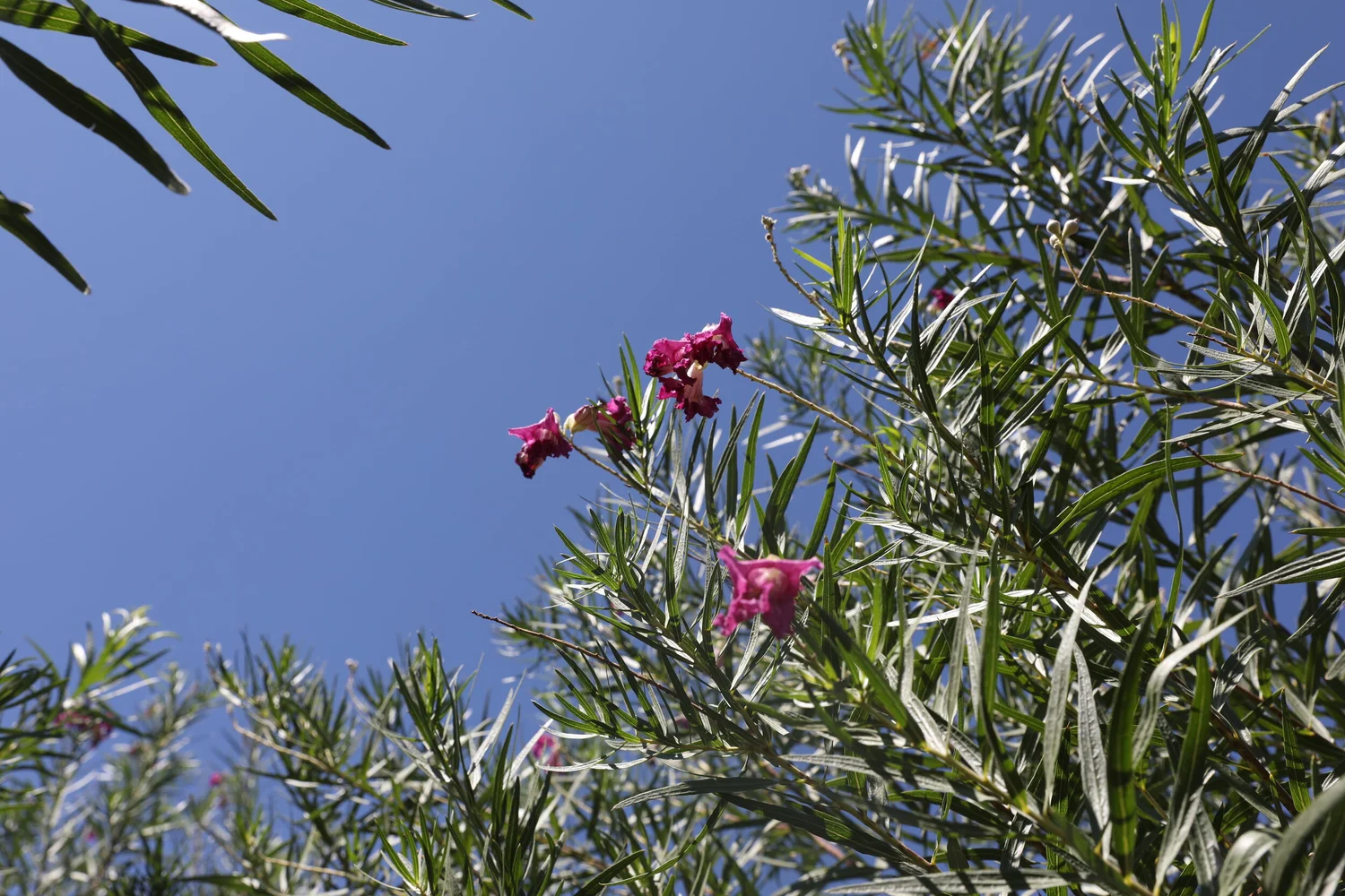 Chilopsis 'Rio Salado' — V&P Nurseries