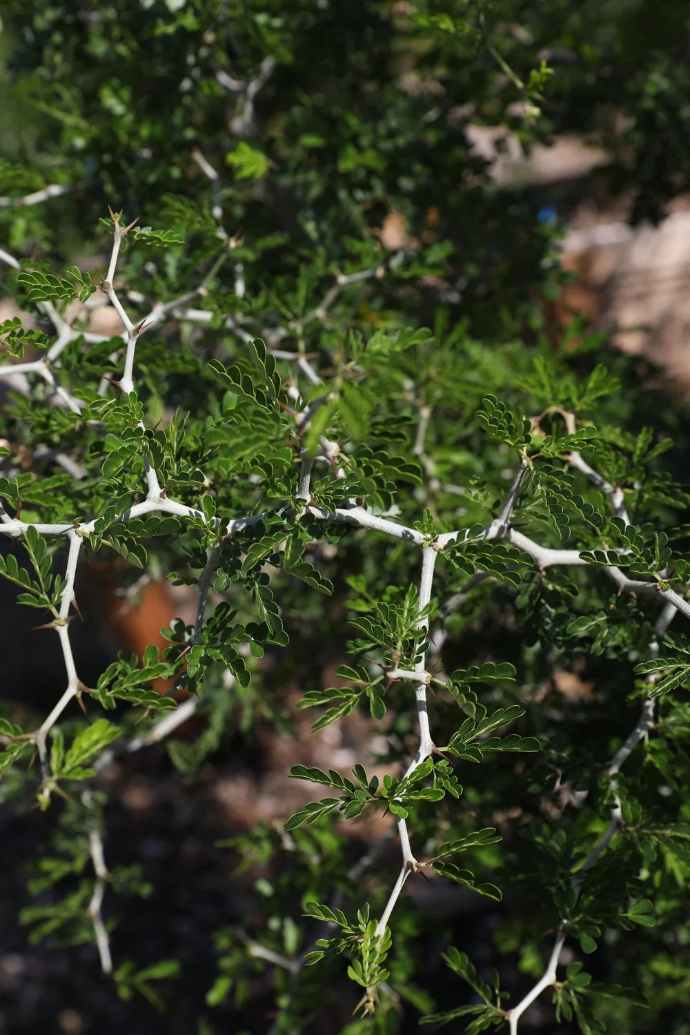 Pithecellobium flexicaule ’Texas ebony’ — V&P Nurseries
