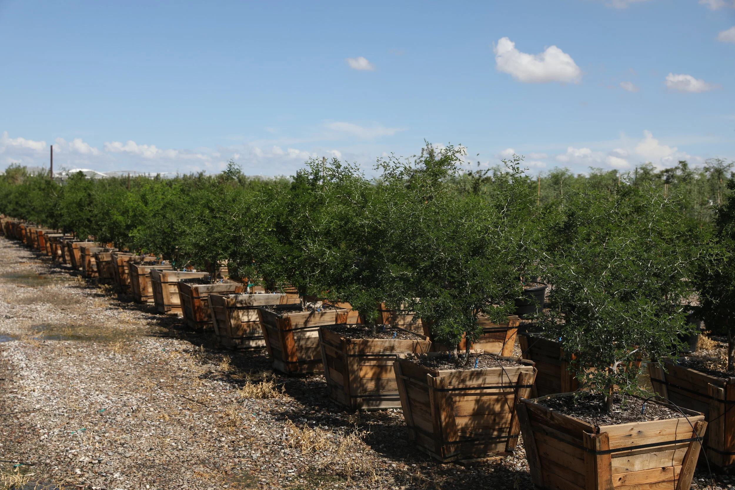 Pithecellobium flexicaule ’Texas ebony’ — V&P Nurseries