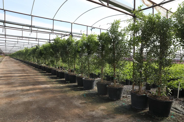 Ficus nitida — V&P Nurseries
