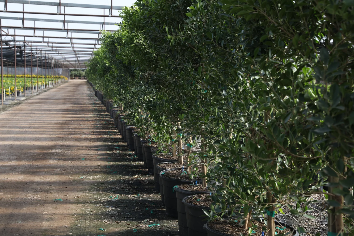 Ficus nitida — V&P Nurseries
