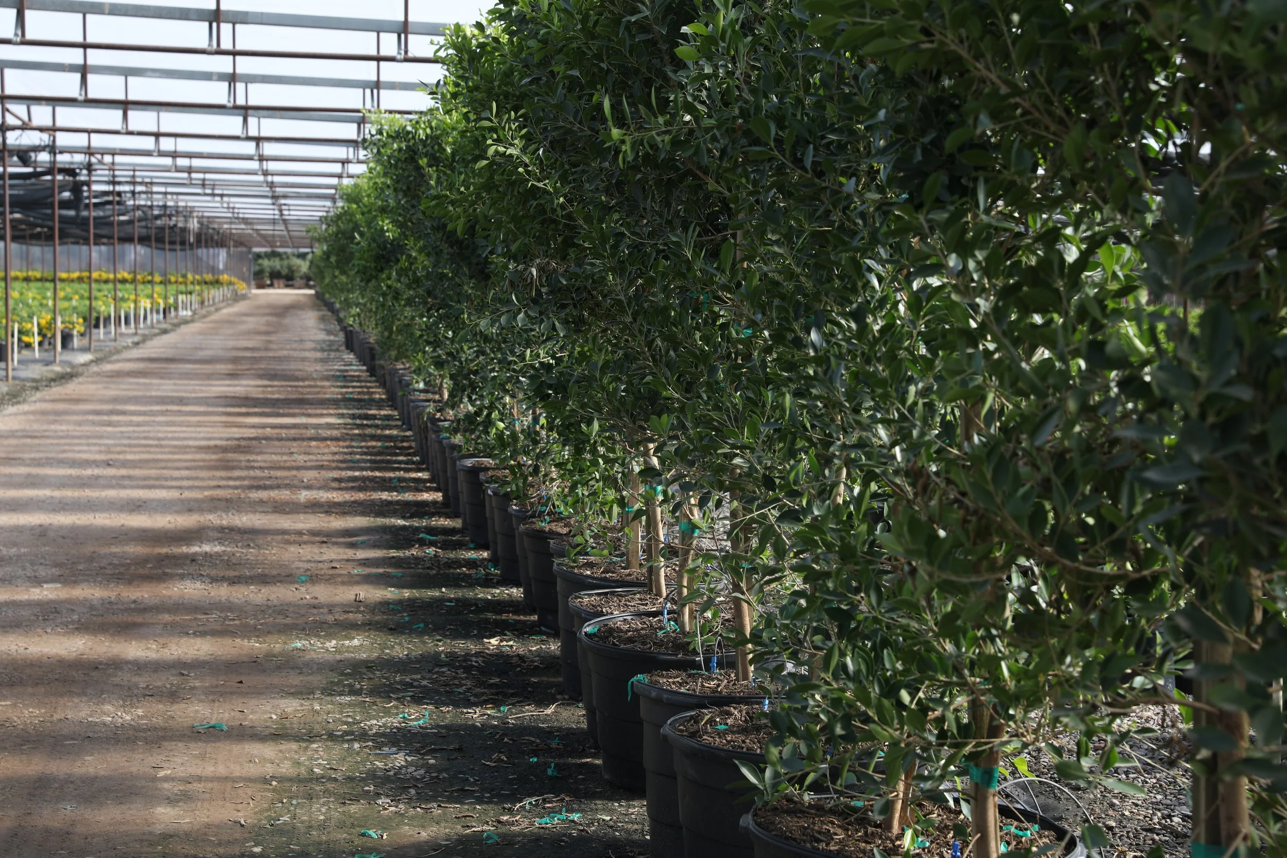 Ficus nitida — V&P Nurseries