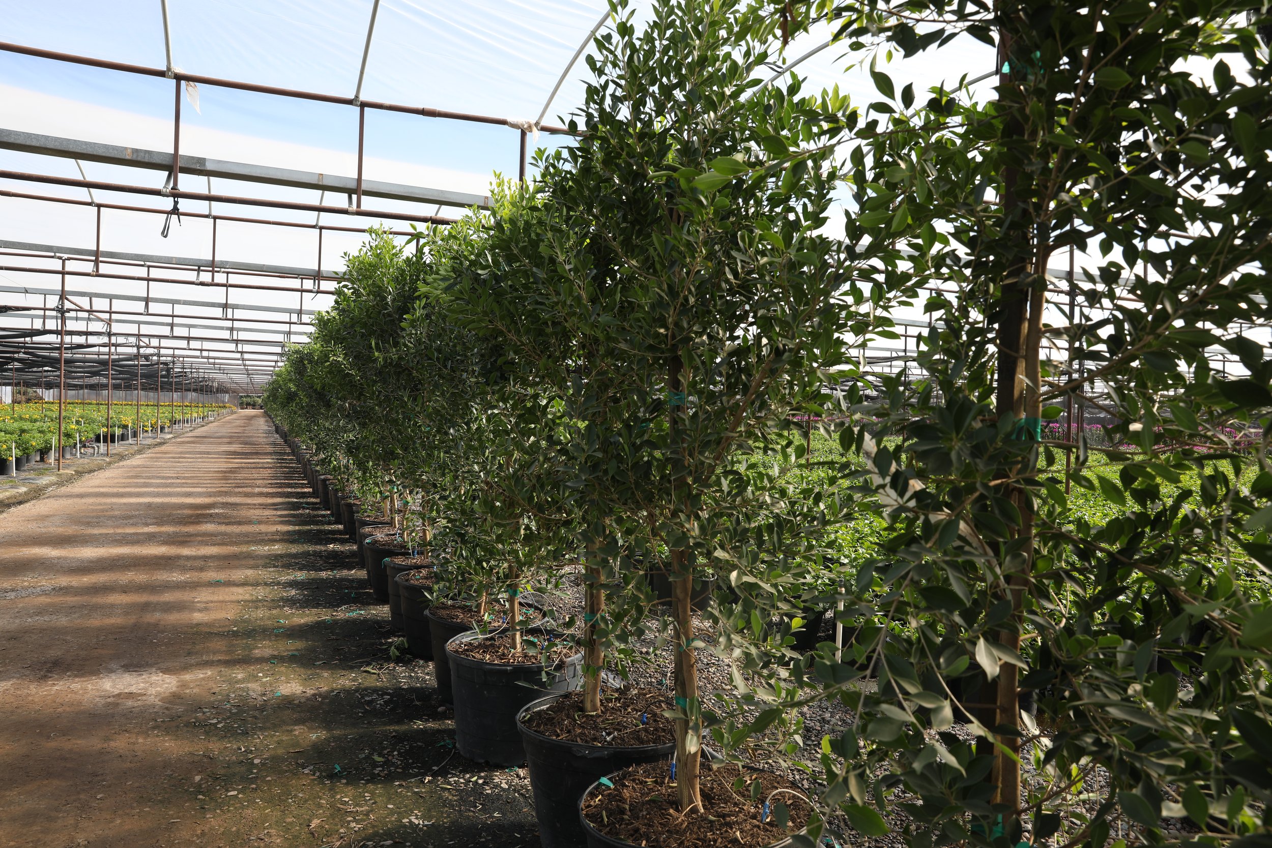 Ficus nitida — V&P Nurseries