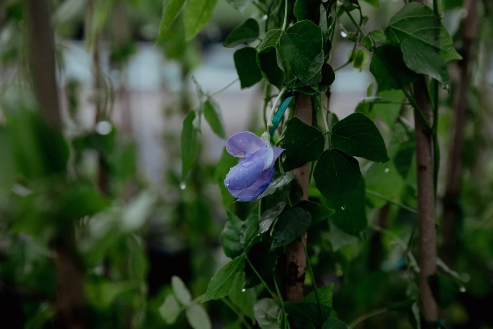 Cochliasanthus caracalla — V&P Nurseries